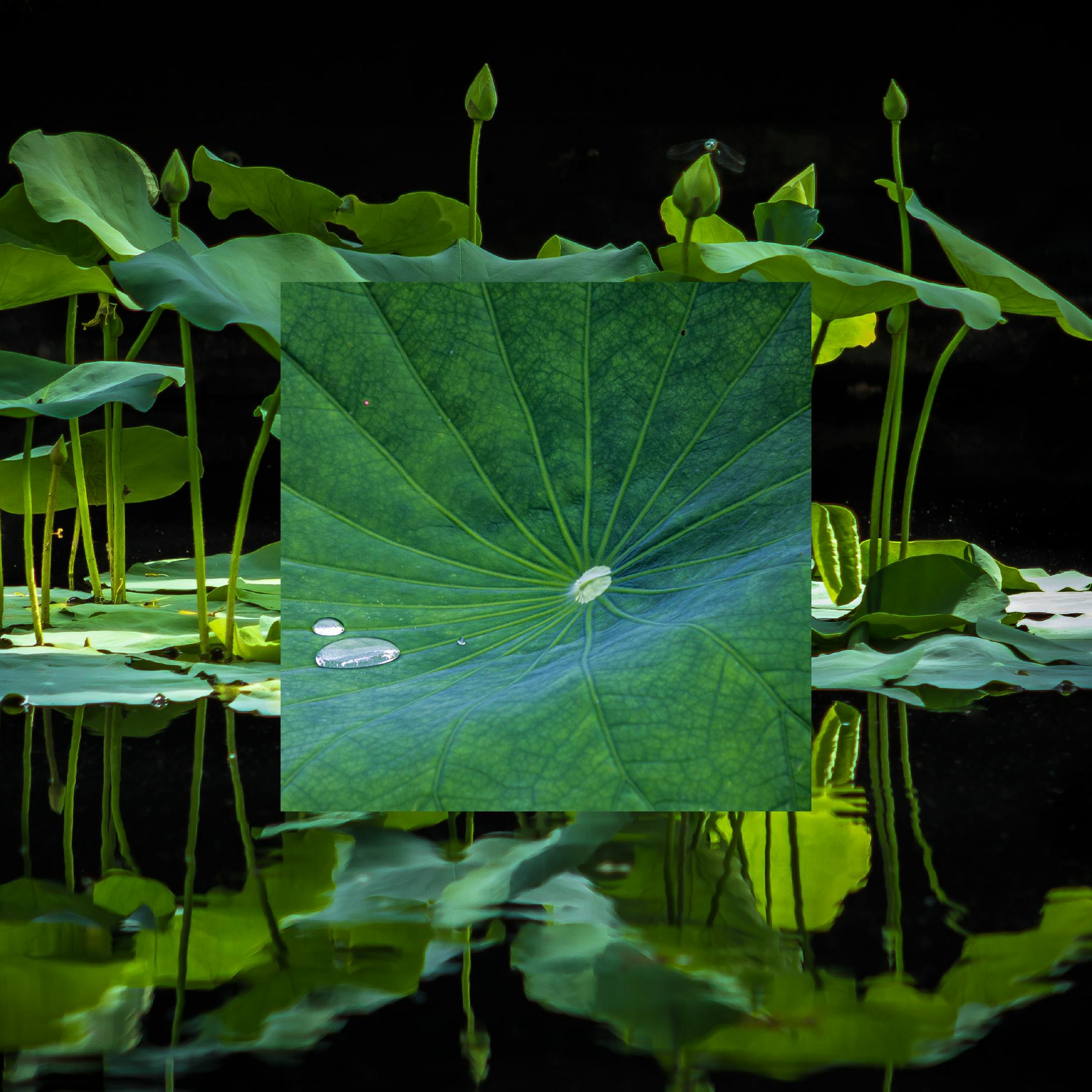 Brand Identity, Website Design & Website Development for Amphico