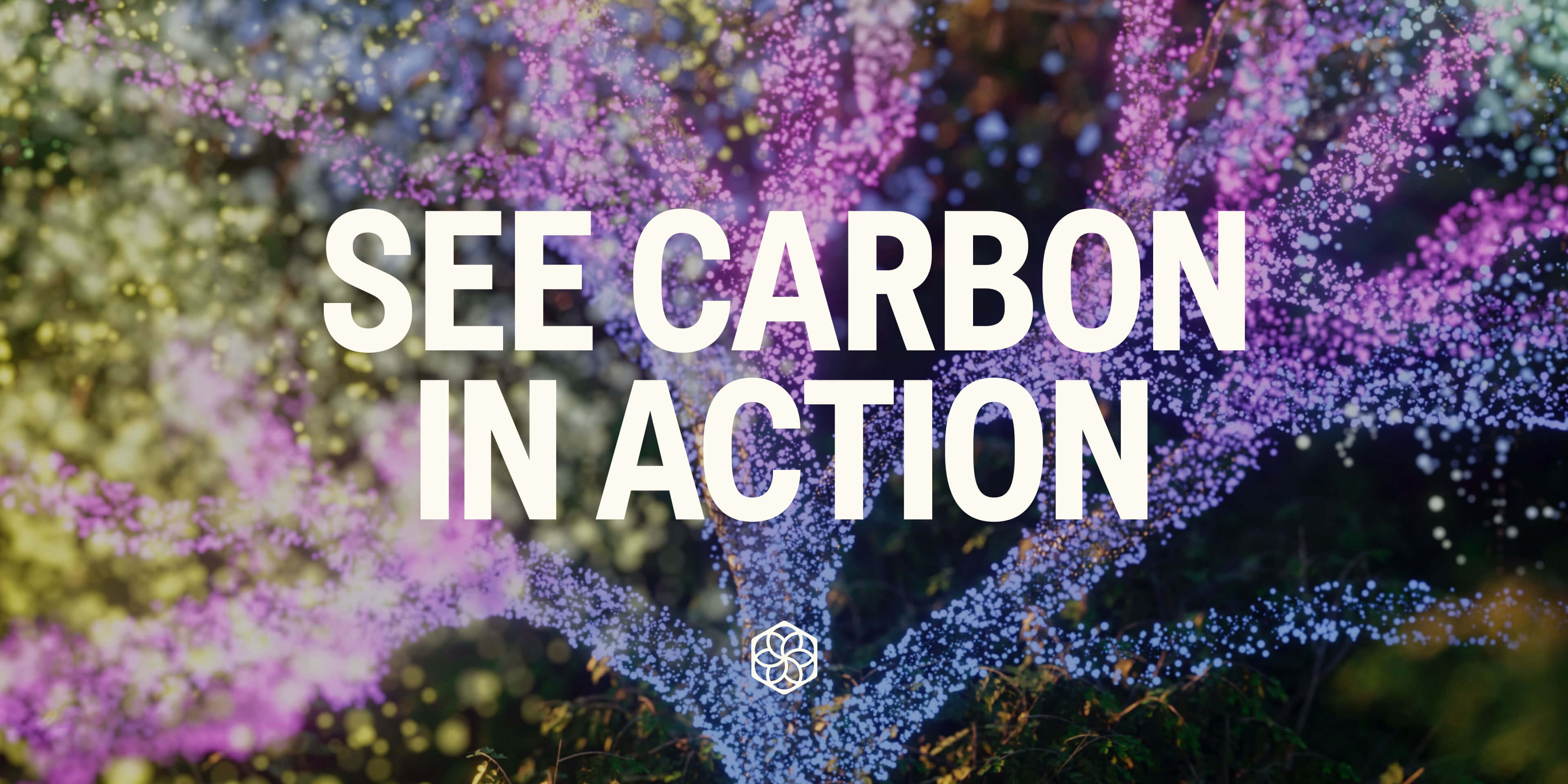 Brand Identity & Website Design for Pachama