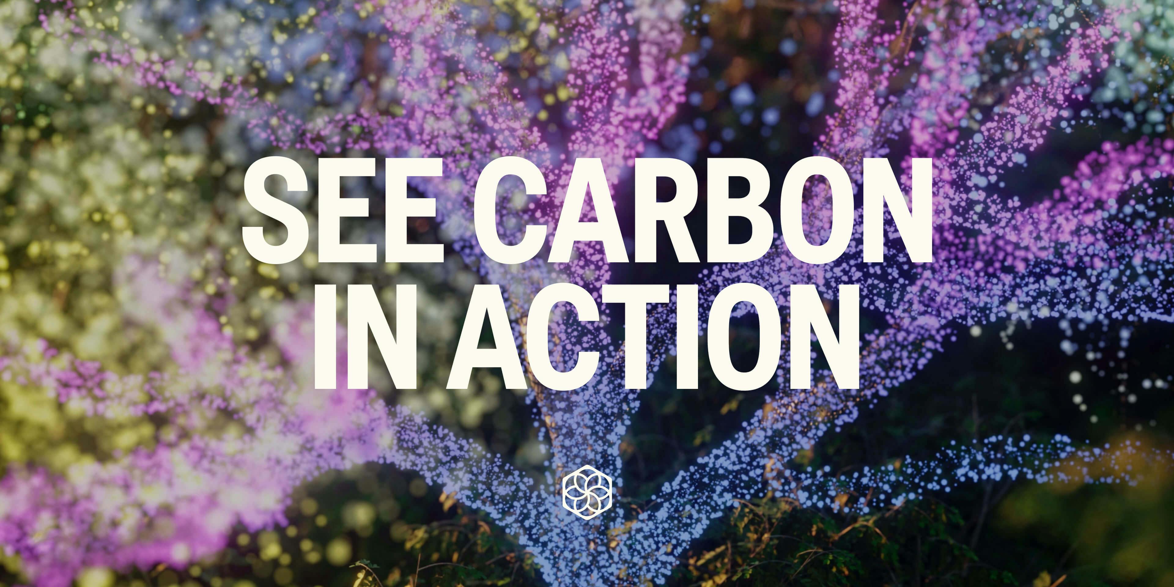 Brand Identity & Website Design for Pachama