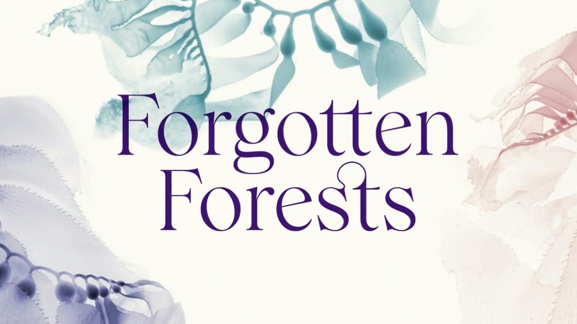 Wild Thingz Rebrand & Website Design & Development