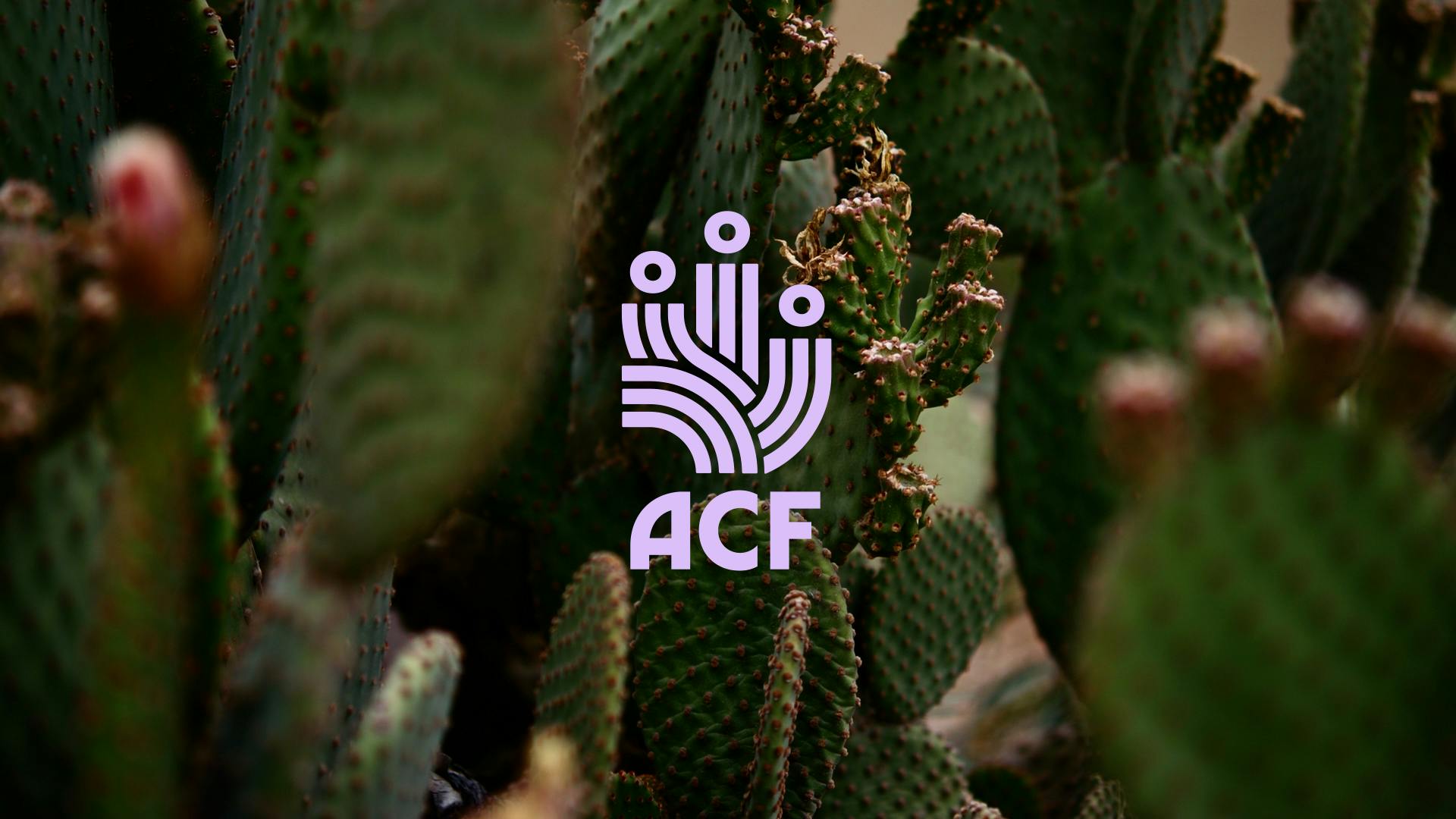 Aruba Conservation Foundation Rebrand & Website