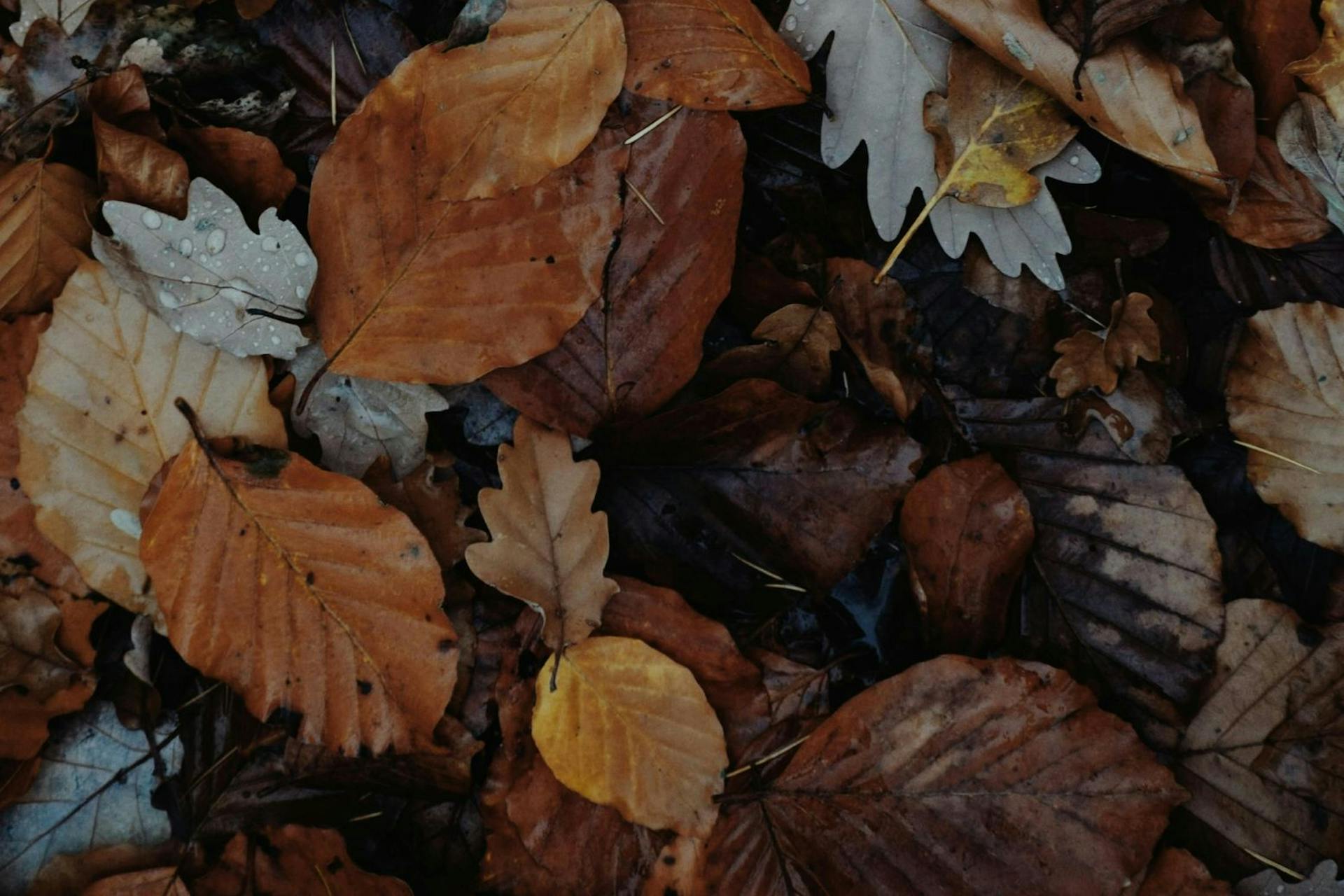 Huutokaupattavat puutarhakoneet, ulkovalaisimet ja muut syyspihan tarvikkeet | Huutokaupat.com
