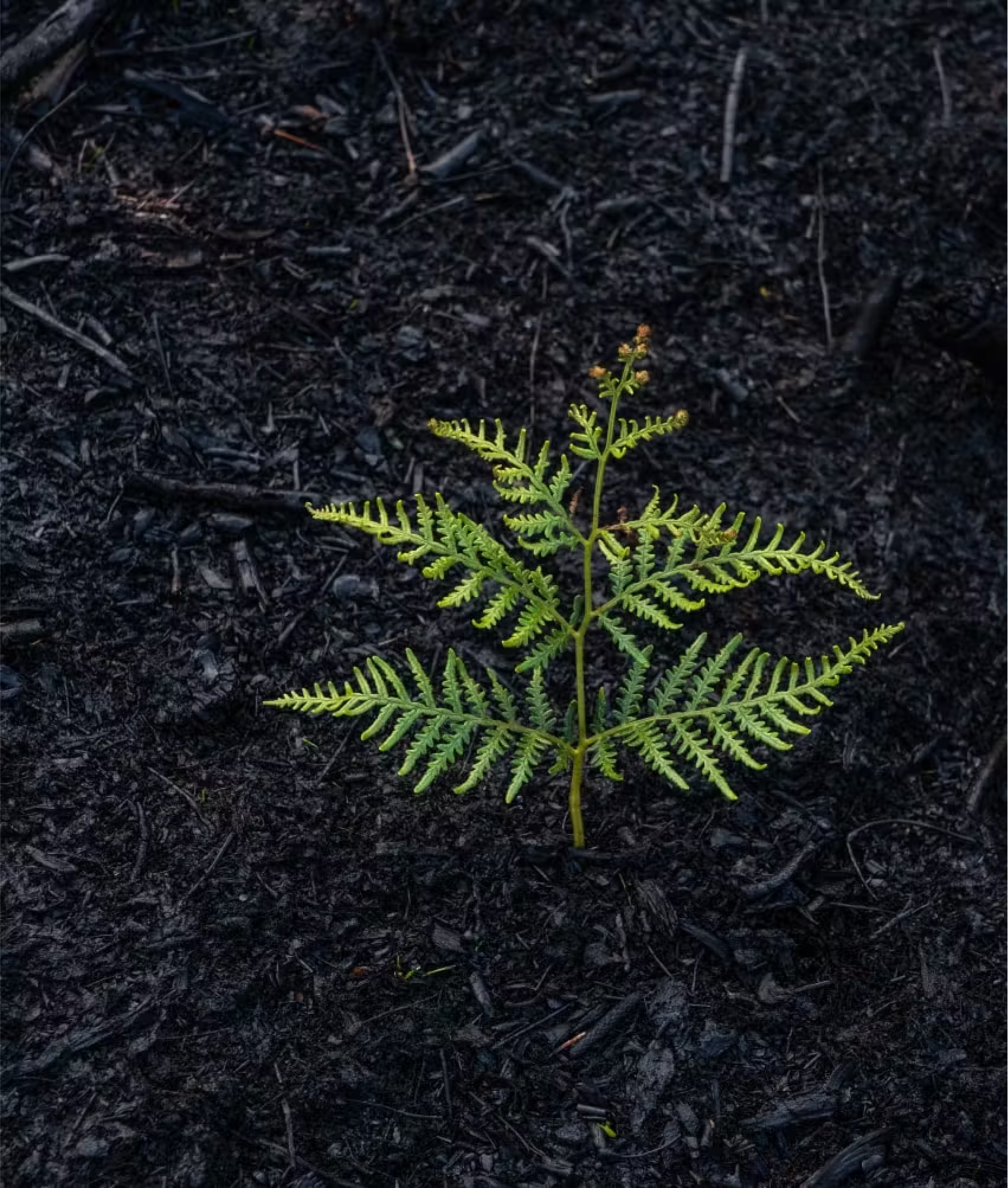 Trauma Cover/ Critical Illness cover | Ideal Cover