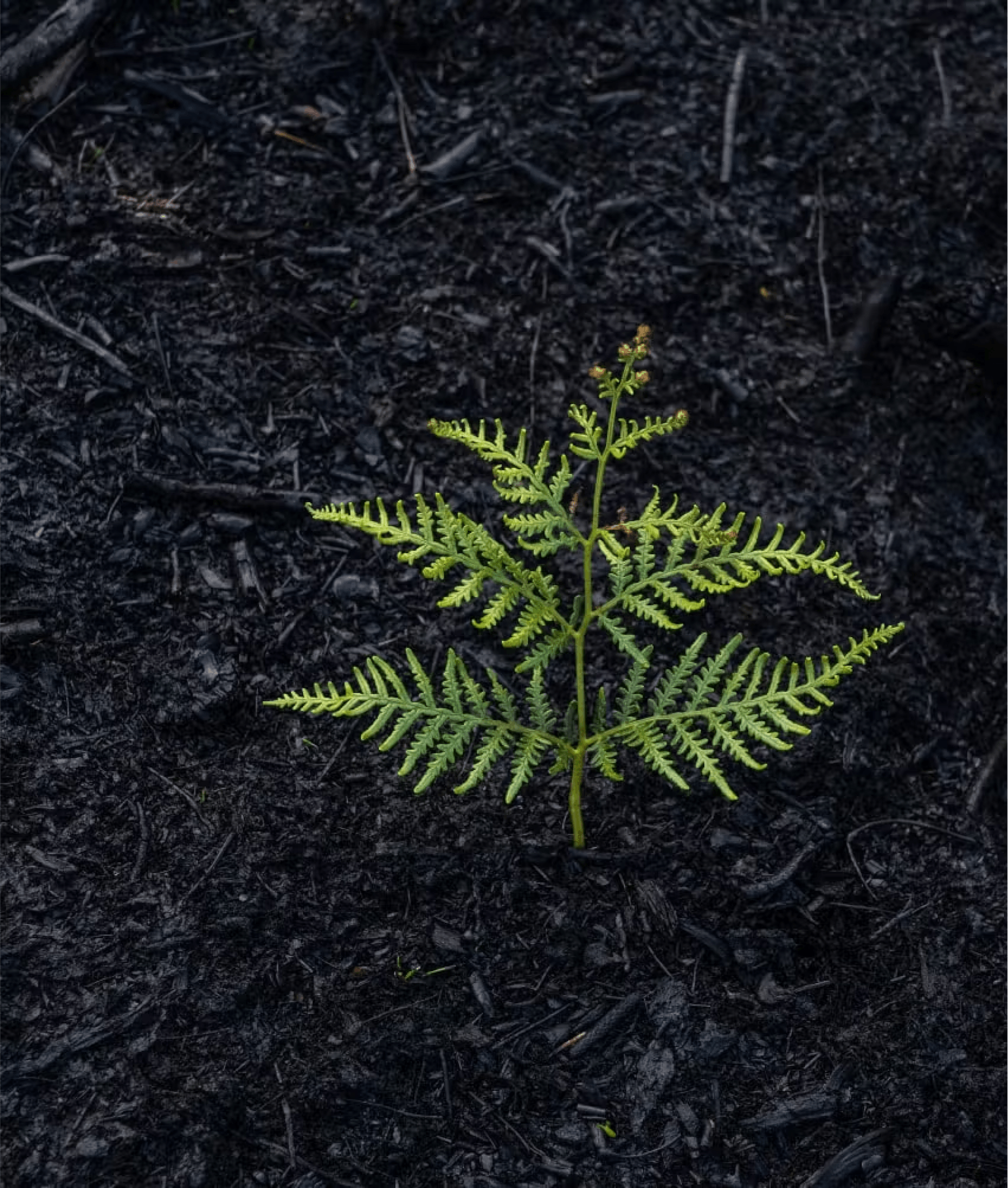 Trauma Cover/ Critical Illness cover | Ideal Cover