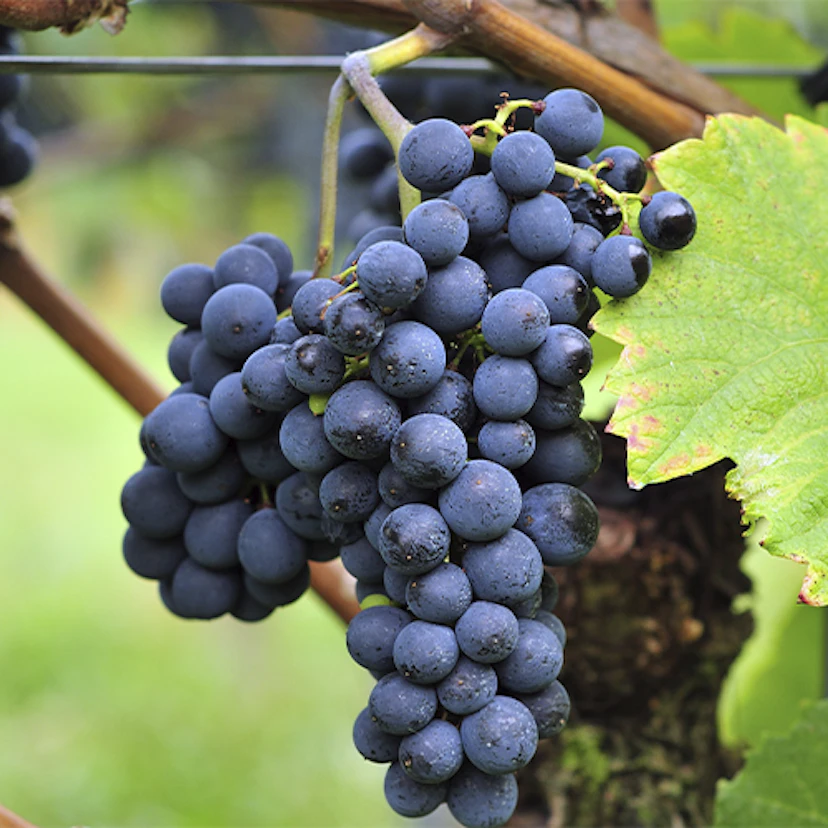 List of wines for sale - iDealwine