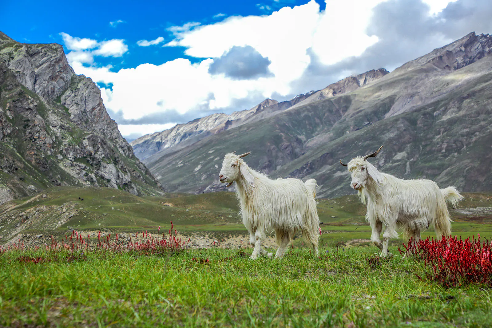 Miyar Valley 2023 - The Trek that takes you to the Heart of Lahaul ...