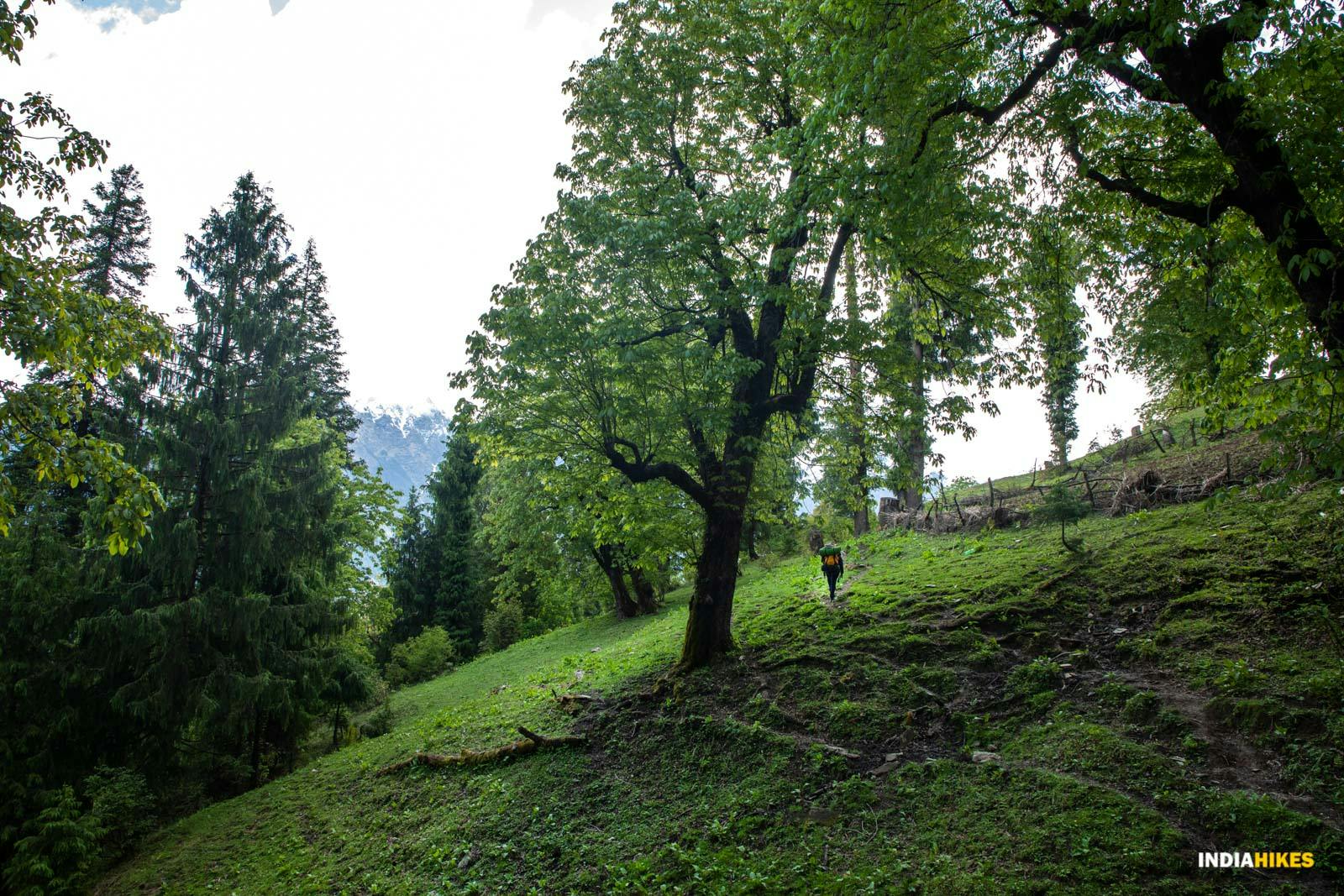 Chandrakhani Pass Trek 2023 - Treks In Himachal Pradesh - Indiahikes