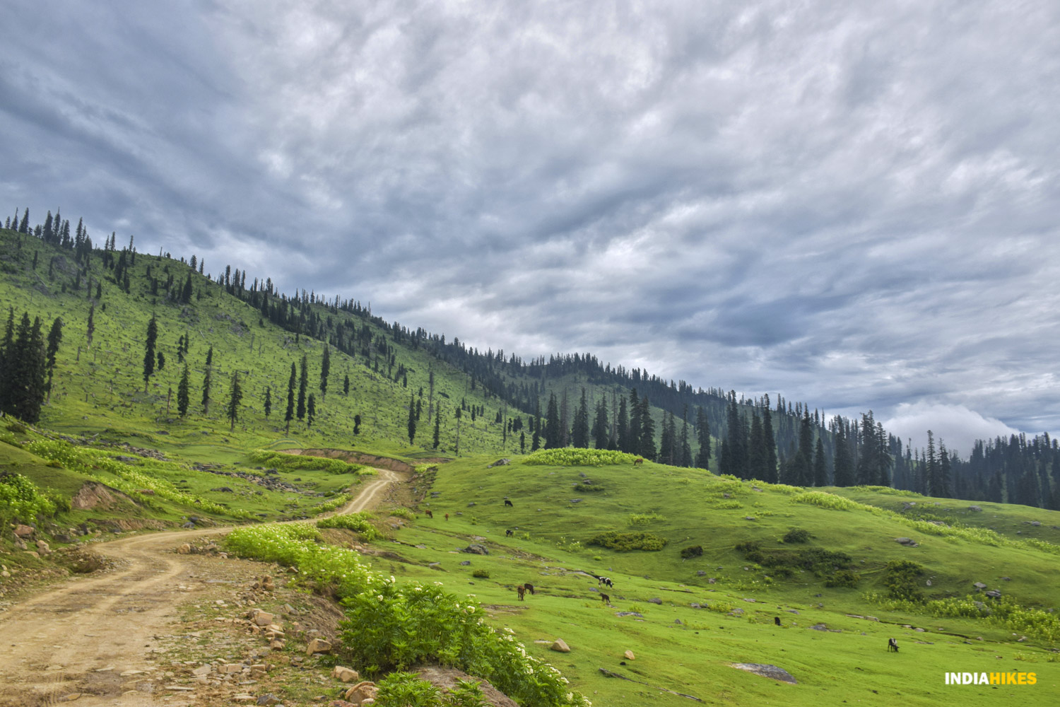 Why Trekkers Loved Our New Trek in Kashmir