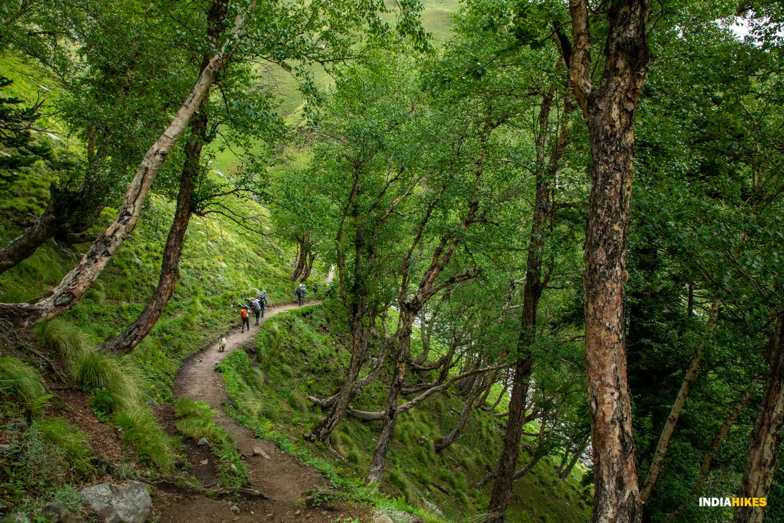 Buran Ghati Trek 2023 - Treks In Himachal Pradesh - Indiahikes