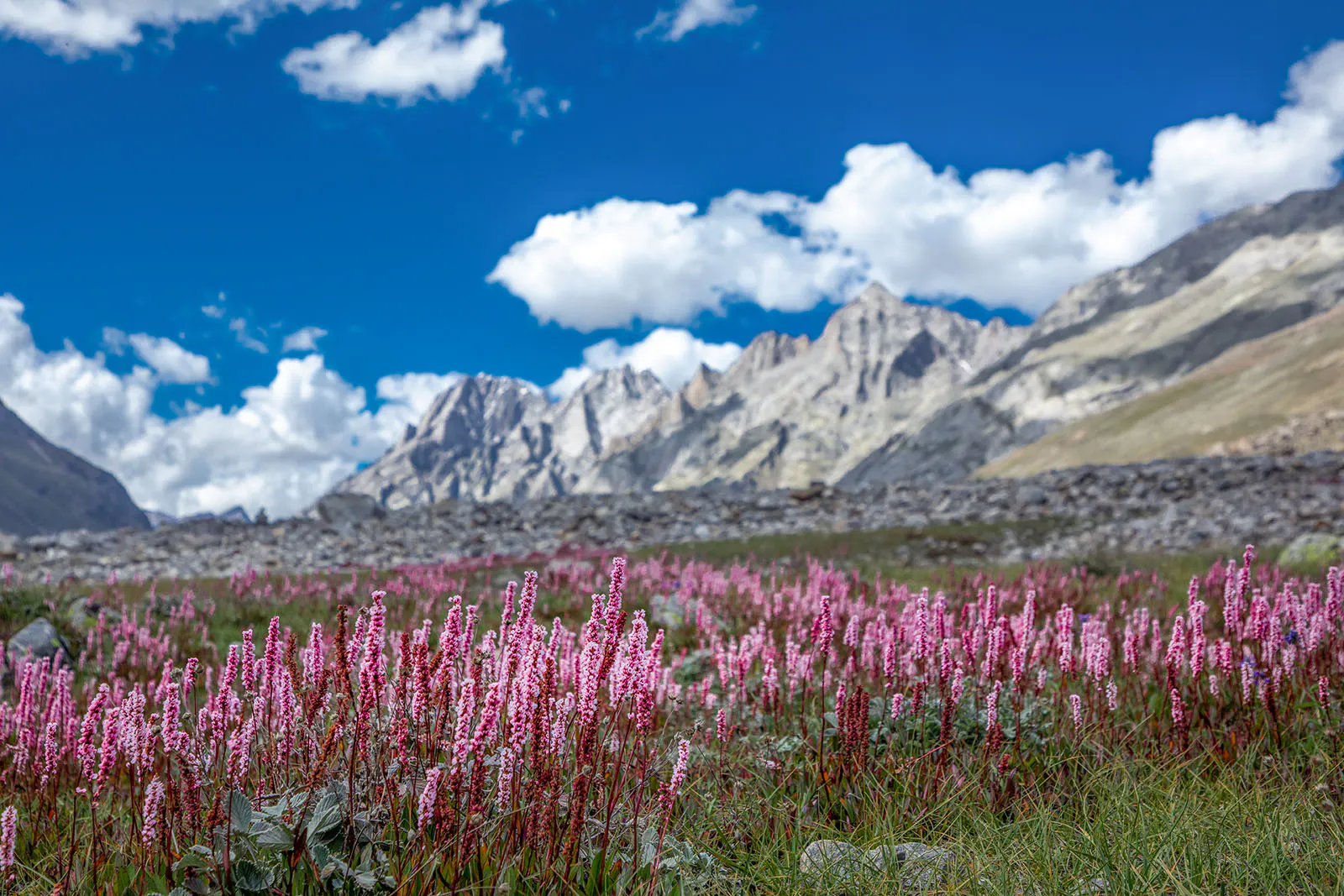 Miyar Valley 2024 - The Trek that takes you to the Heart of Lahaul ...