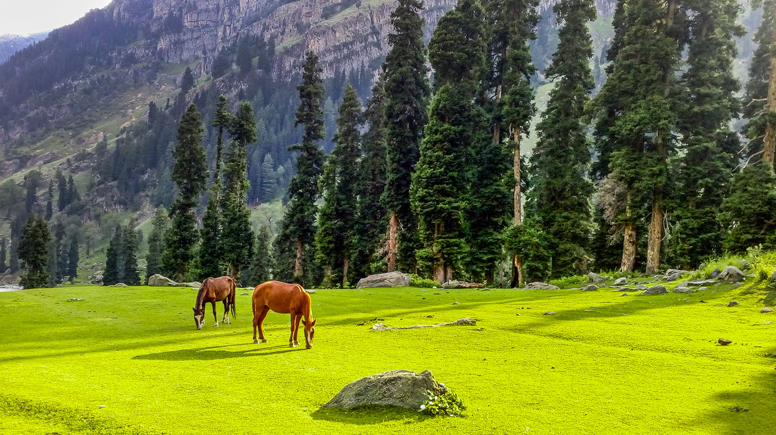 Tarsar Marsar Trek 2023 - Treks In Jammu and Kashmir - Indiahikes