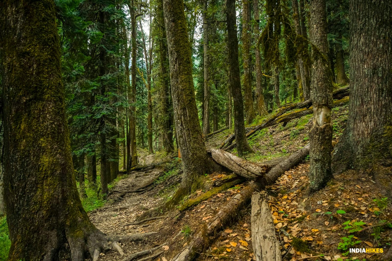 Phulara Ridge Trek 2023 - Trekking in Uttarakhand - Indiahikes