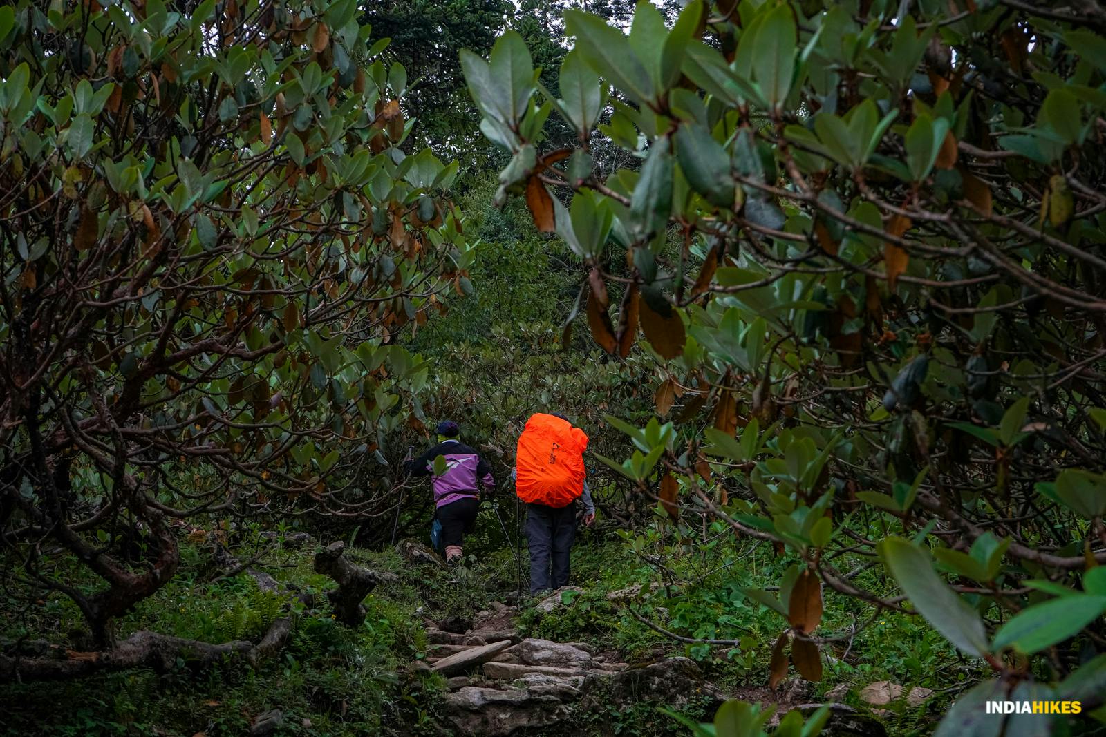 Phulara Ridge Trek 2023 - Trekking in Uttarakhand - Indiahikes