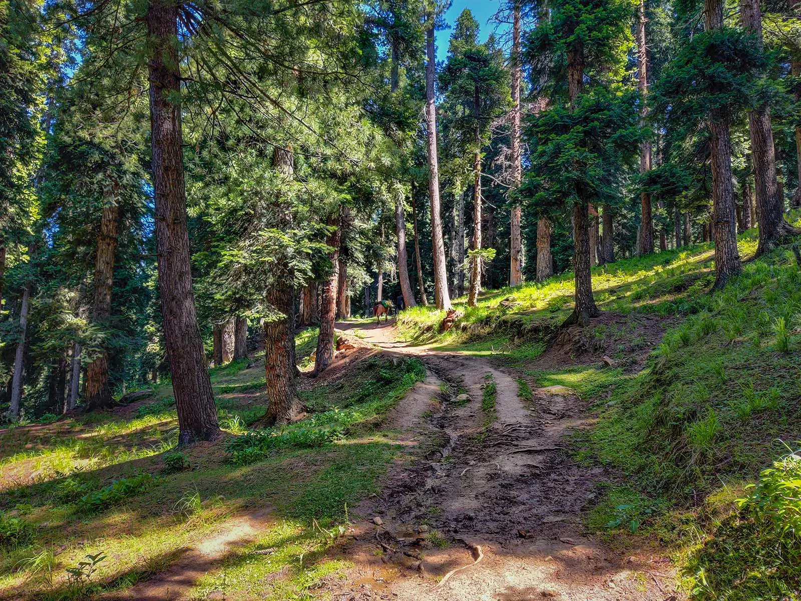 Tulian Lake Trek 2023 - Treks In Jammu and Kashmir - Indiahikes