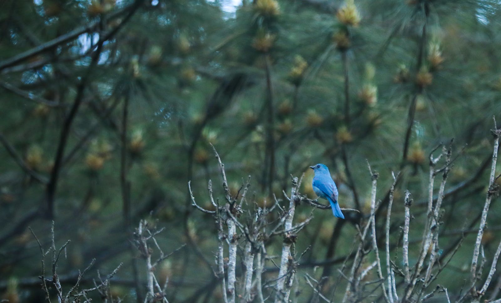 Benog Tibba Trek 2024 - Weekend Treks In Uttarakhand - Indiahikes