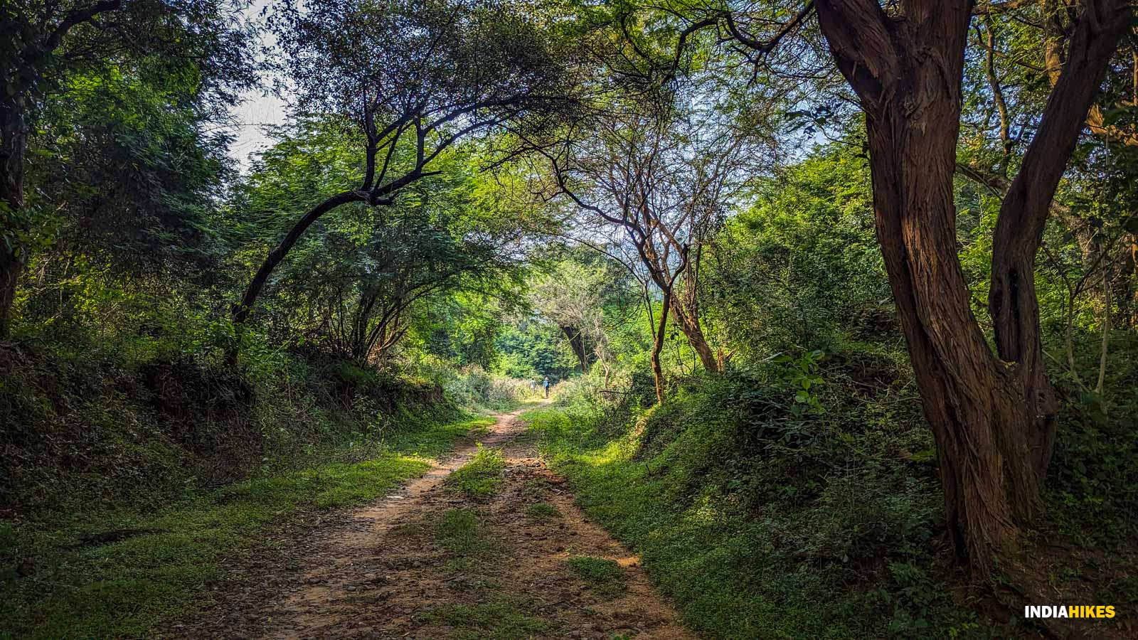Vellore Amirthi Forest Trek 2024 - Treks In Tamil Nadu - Indiahikes