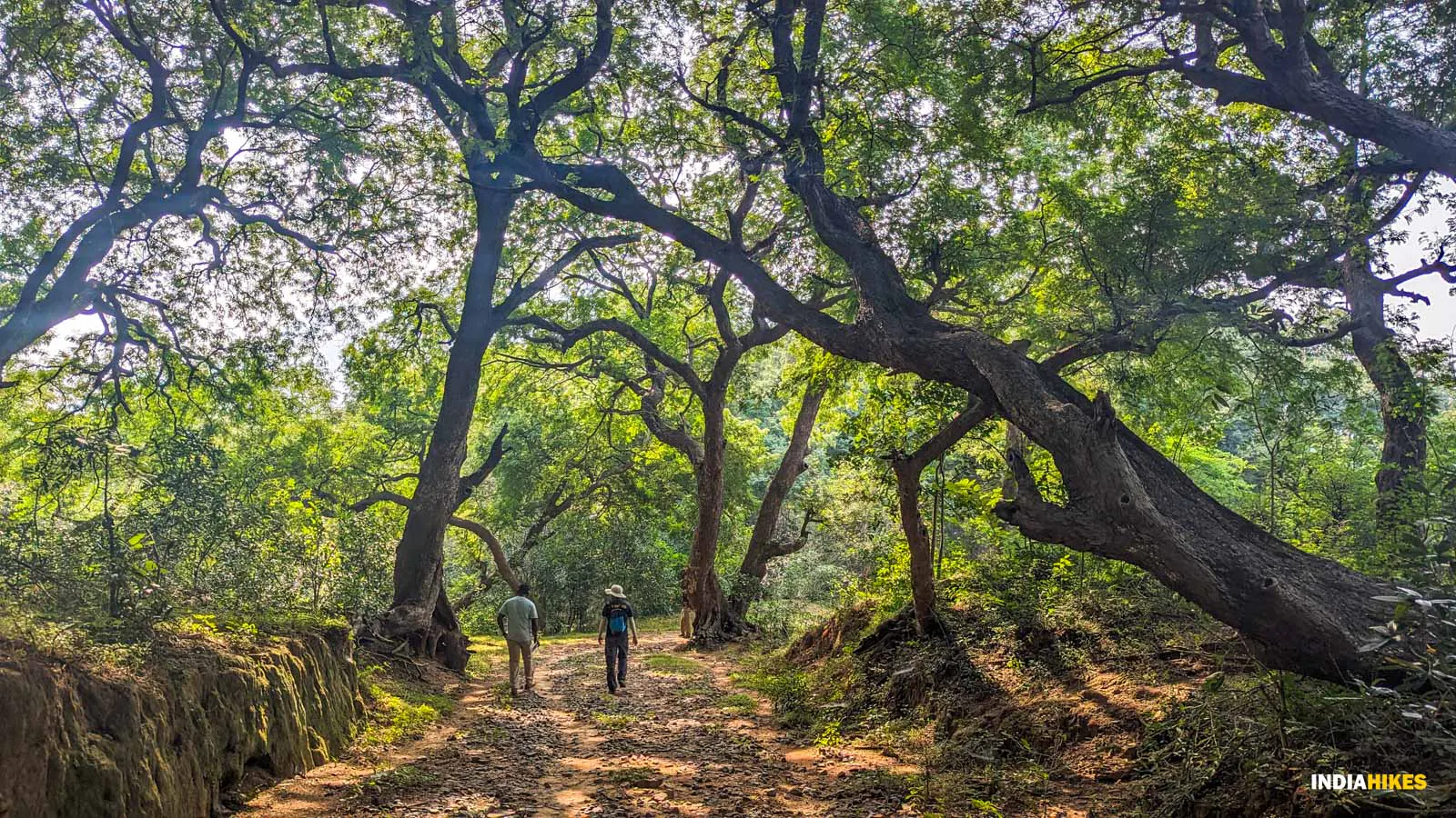 Vellore Amirthi Forest Trek 2024 - Treks In Tamil Nadu - Indiahikes