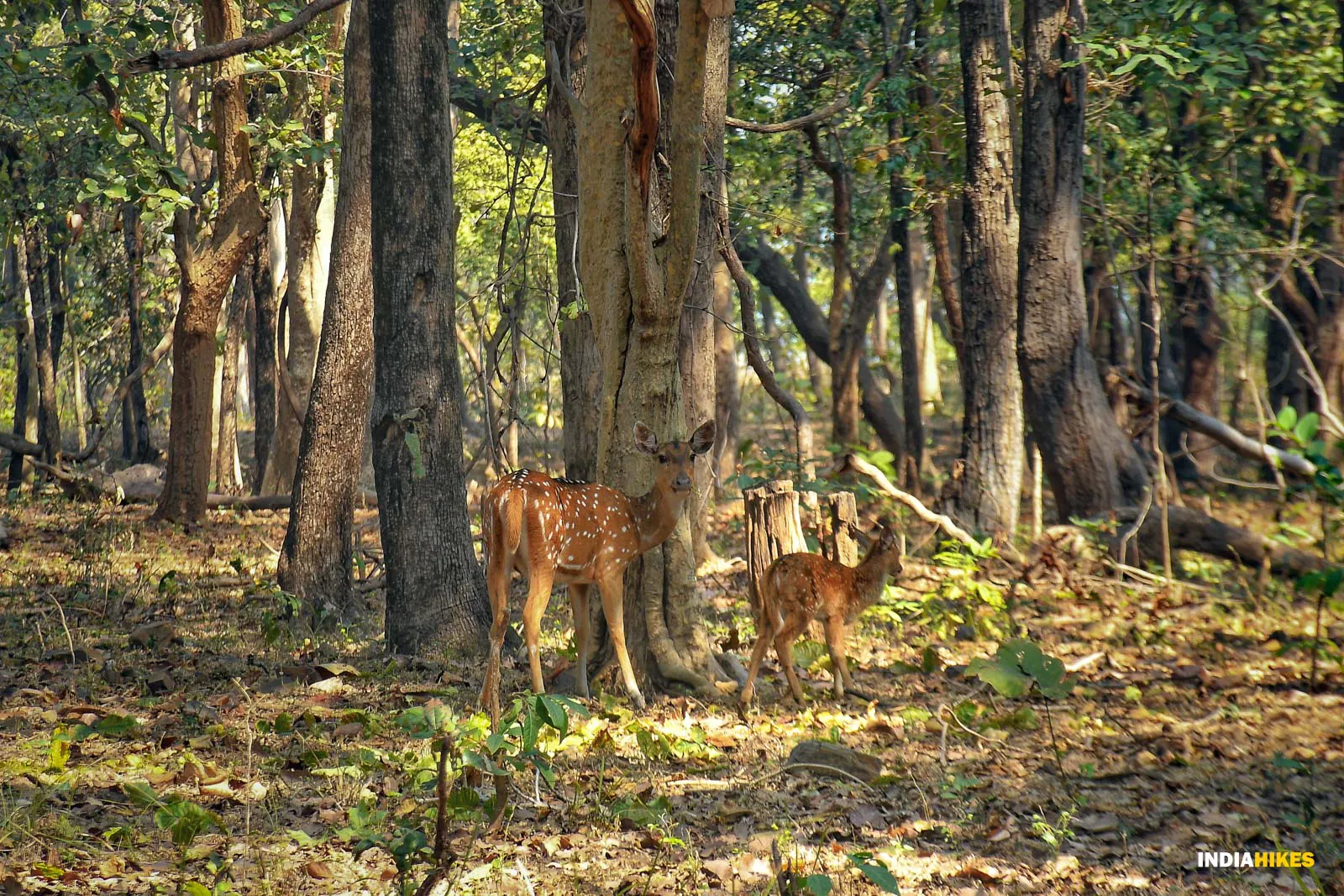 Odisha Debrigarh Sanctuary Trek