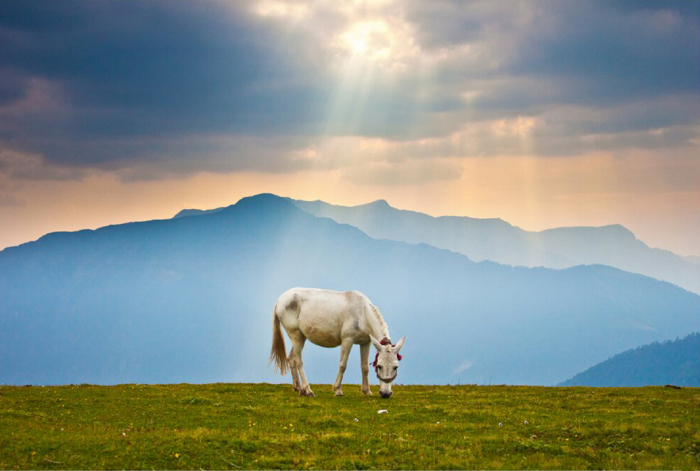 Ali Bedni Bugyal Trek 2022 - Roopkund Trek - Indiahikes