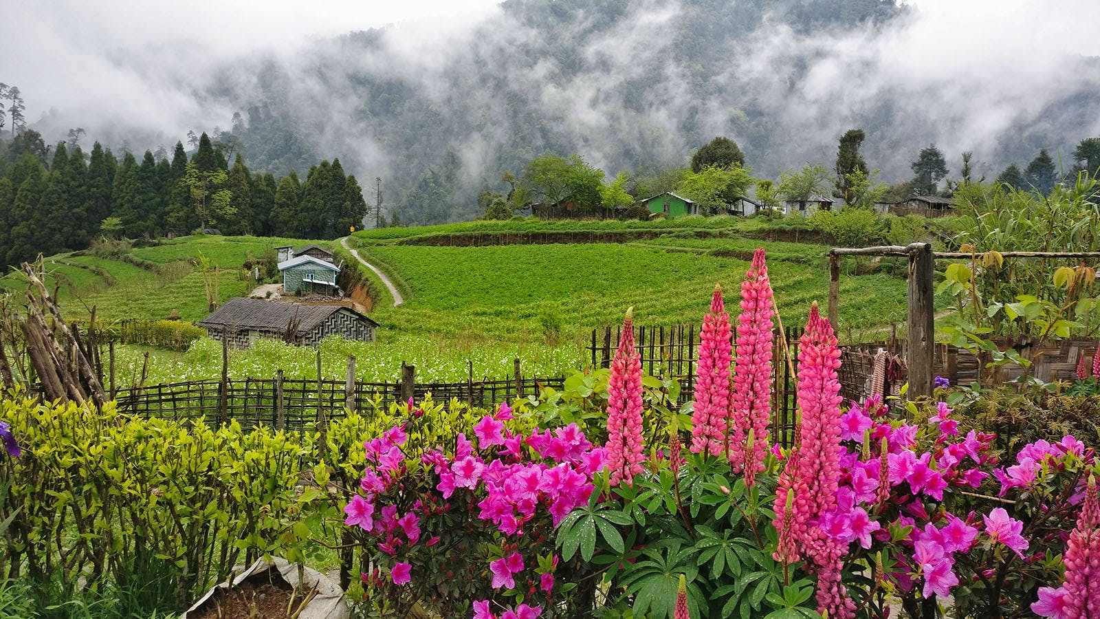 Sandakphu - Phalut Trek 2023 - Treks In West Bengal - Indiahikes