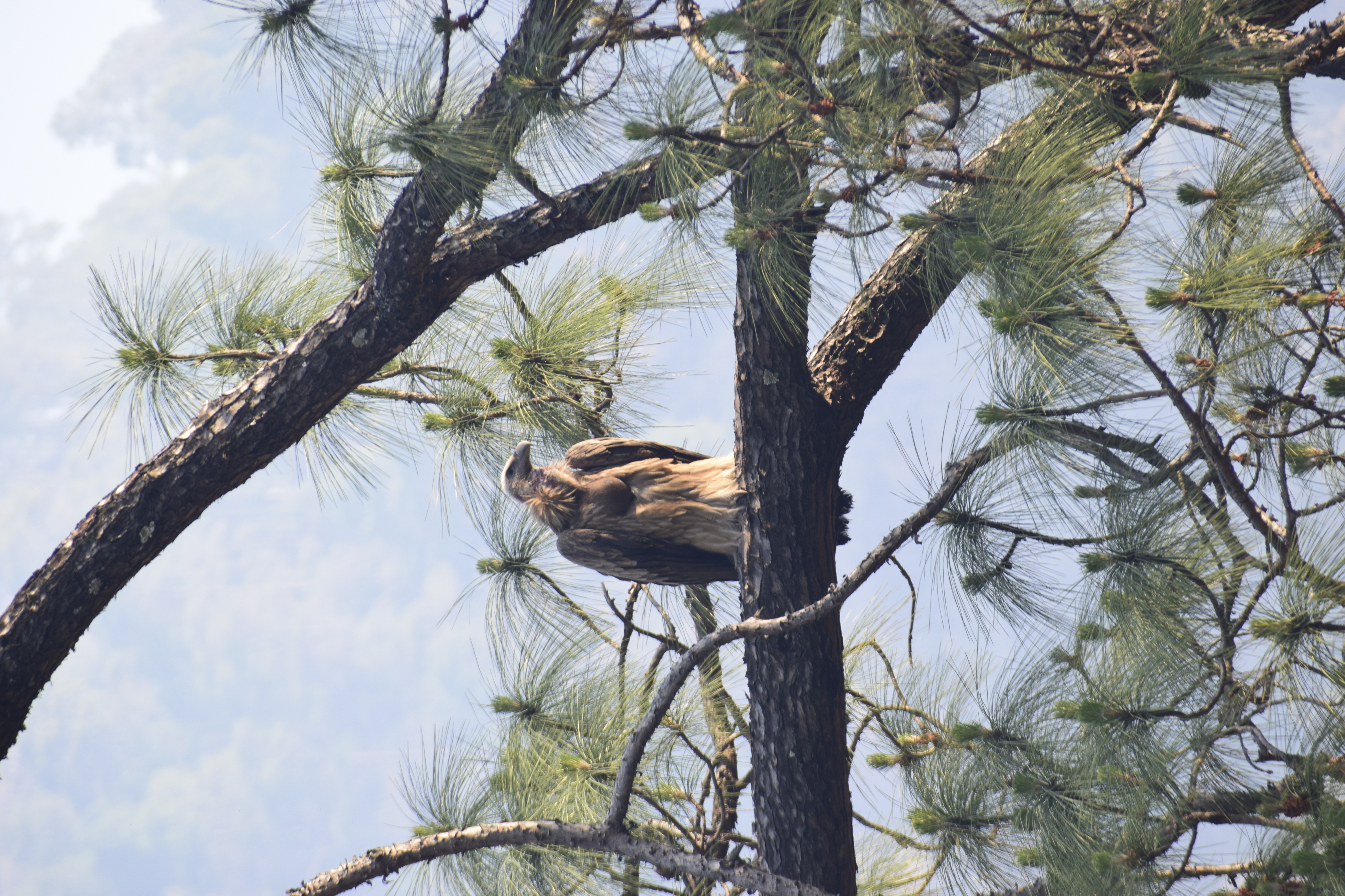 Hanol Trek - A trek to experience the culture of Uttarakhand