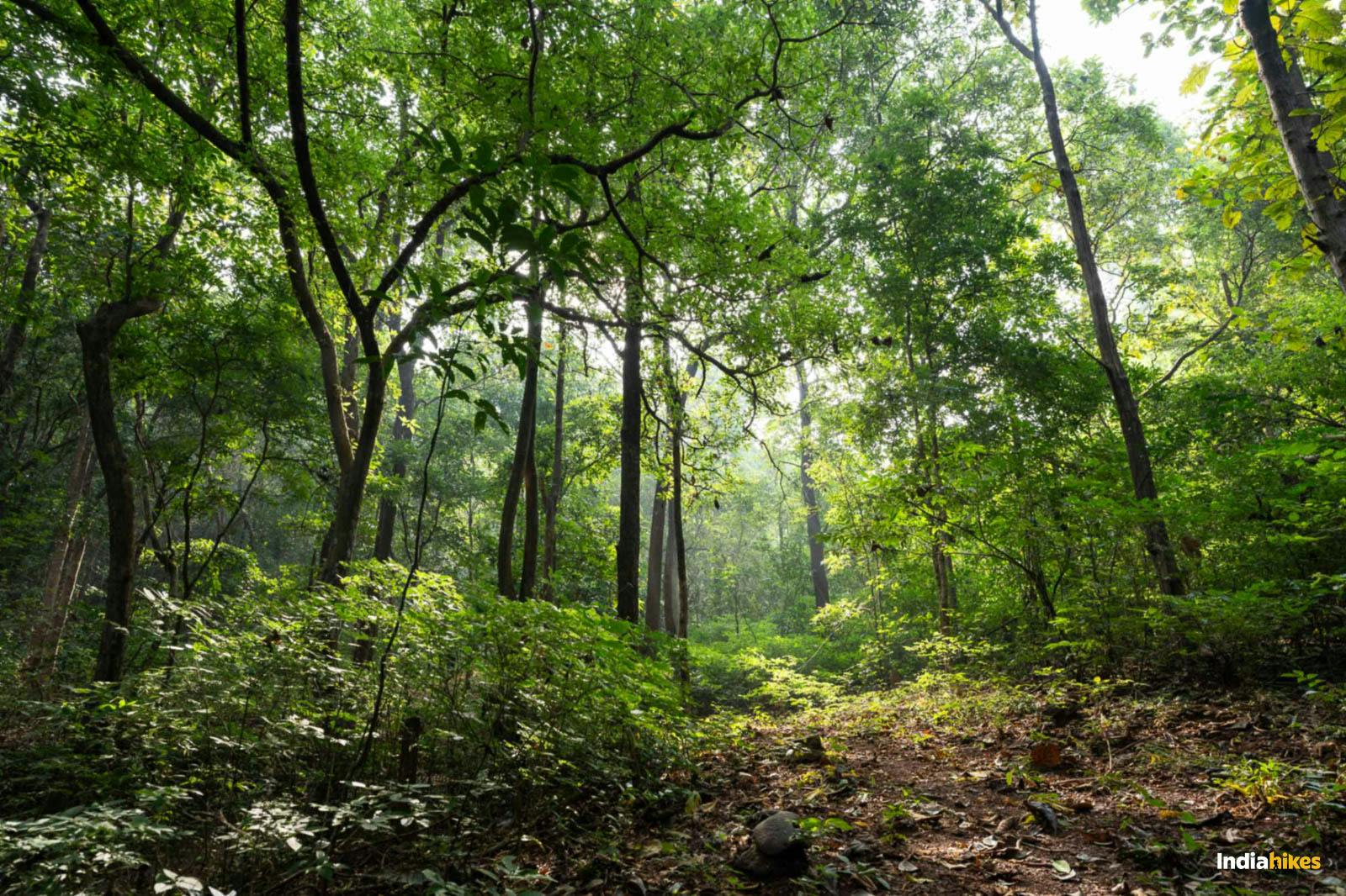 Beyond the Beaches: The Goa That's Imprinted in My Heart