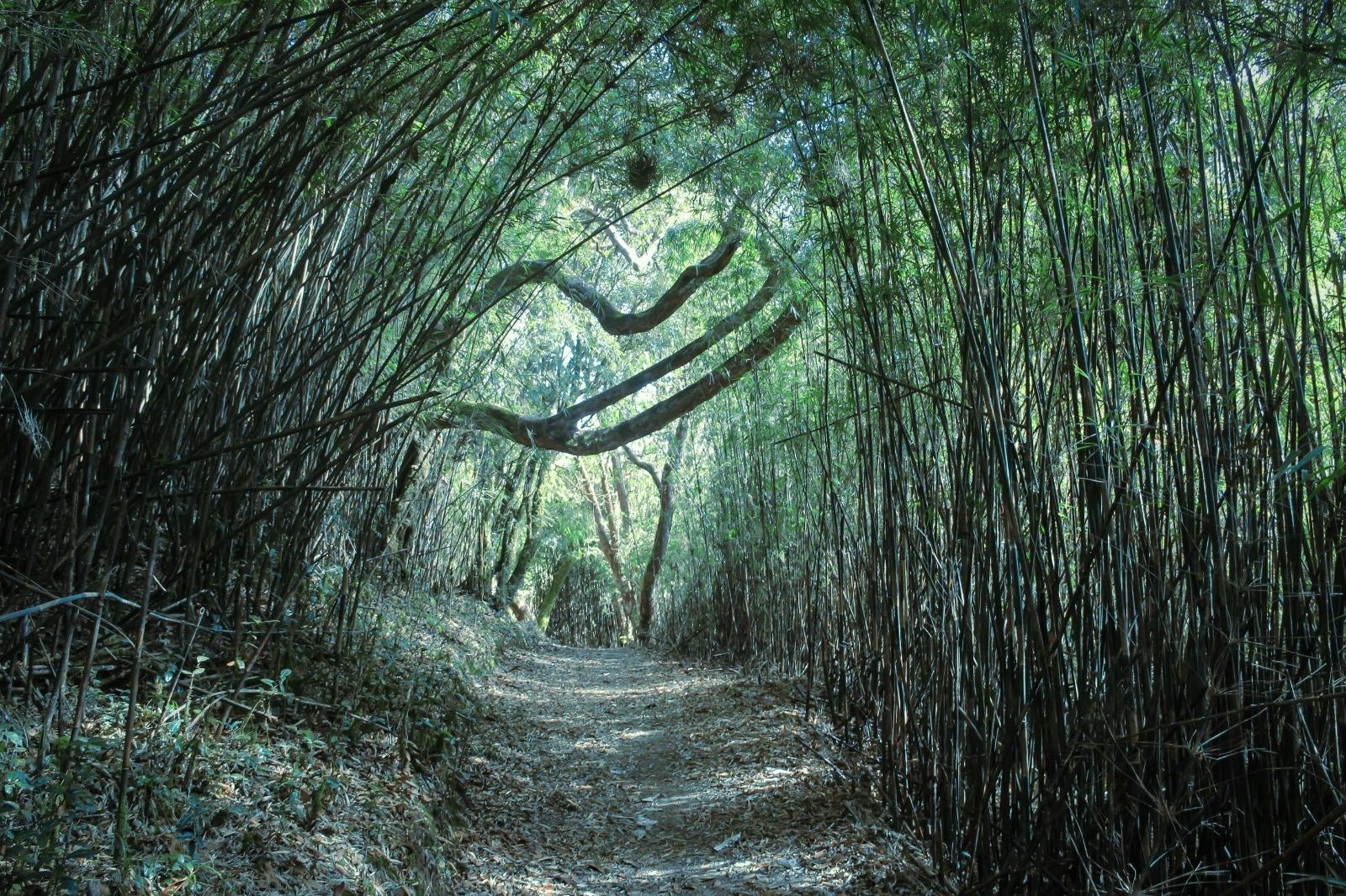 Sandakphu - Phalut Trek 2023 - Treks In West Bengal - Indiahikes