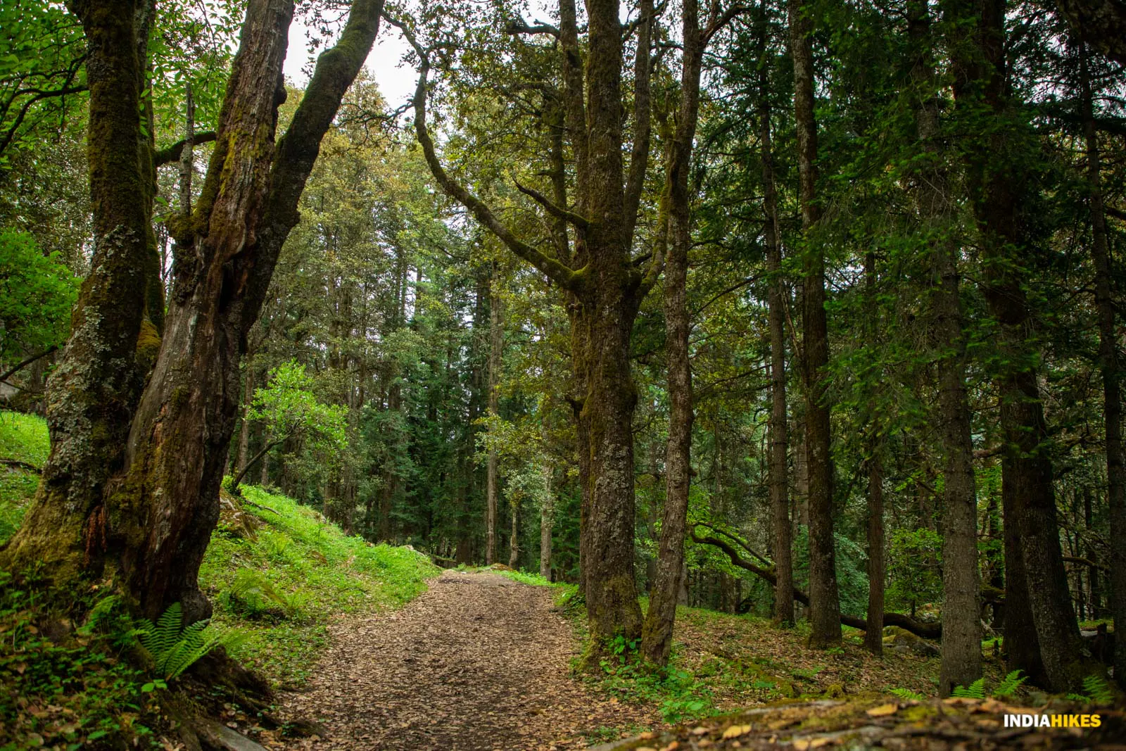 Buran Ghati Trek 2023 - Treks In Himachal Pradesh - Indiahikes