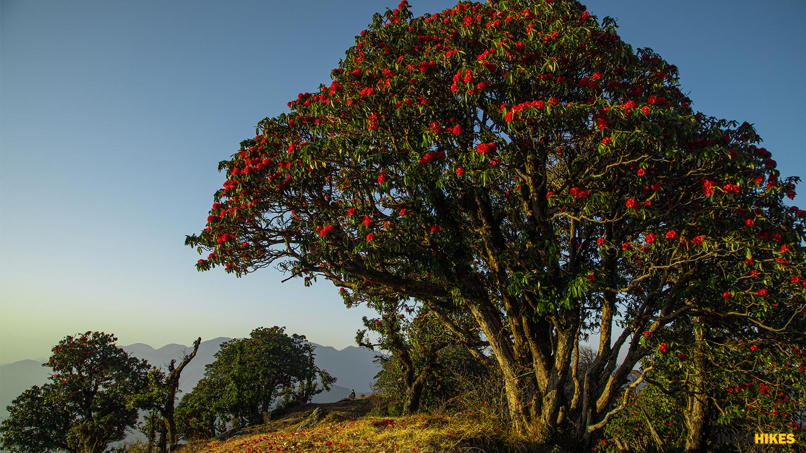 13 Best Treks to do this Spring in the Himalayas in 2023