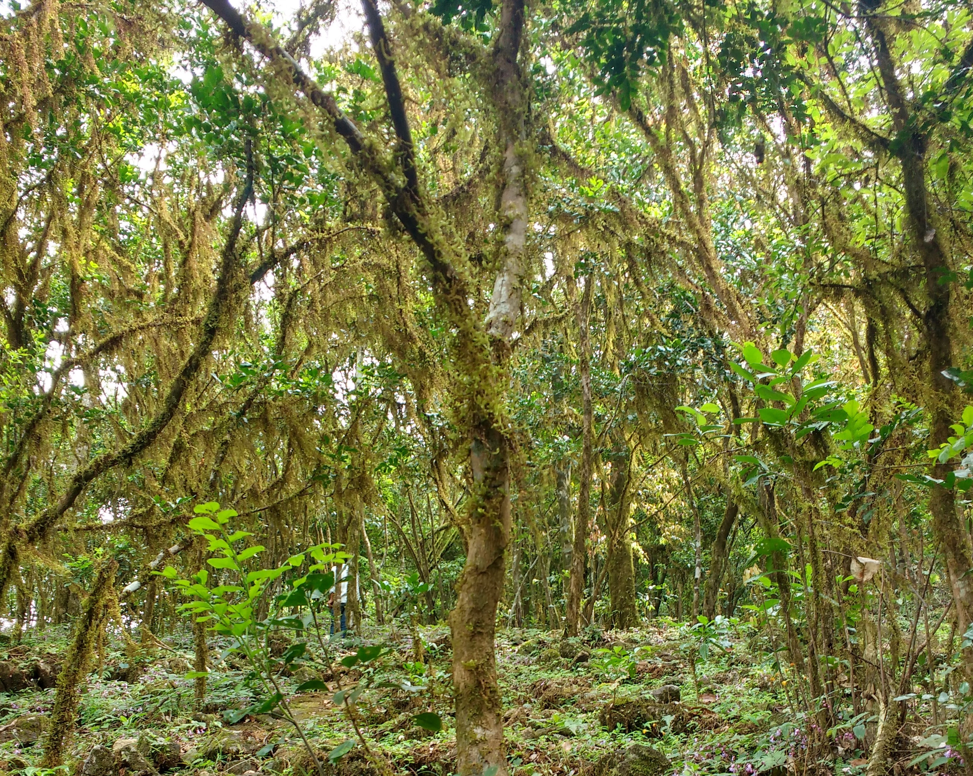 Narasimha Parvatha Trek - Trek to the highest peak in Agumbe