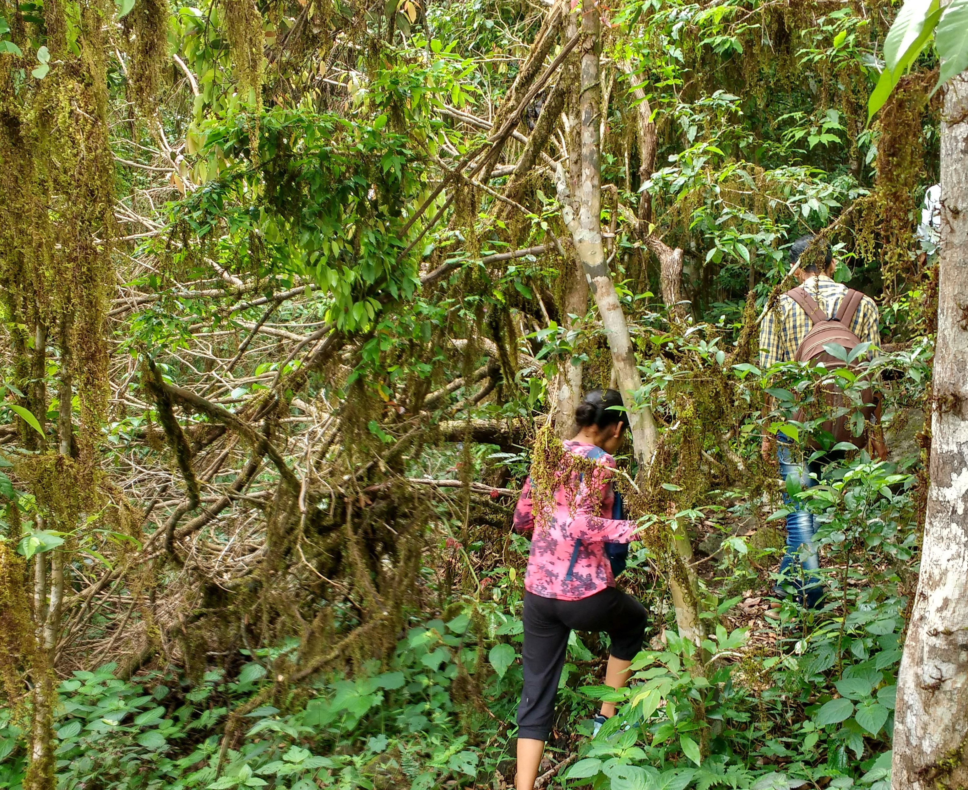 Narasimha Parvatha Trek - Trek to the highest peak in Agumbe