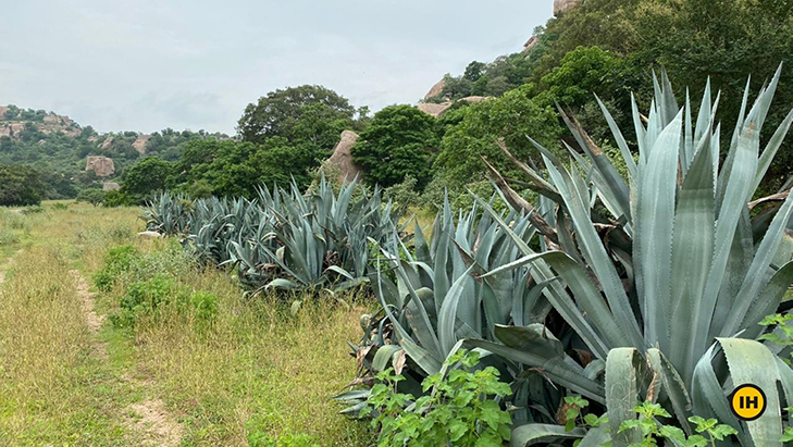 Rachakonda Fort Trek - Trek to a Hidden Gem In Hyderabad