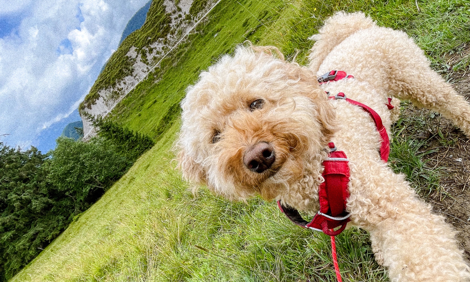 Wandern mit Hund in den Kitzbüheler Alpen: Von Grießbachklamm zur Huberalm