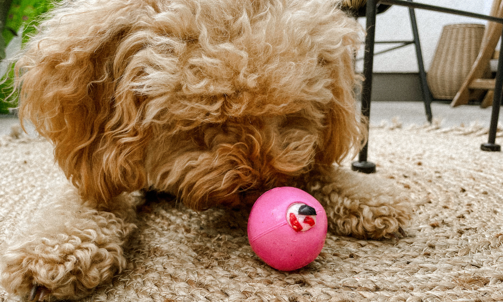 Fruchtig & vegetarisch: Frozen Yoghurt für deinen Hund