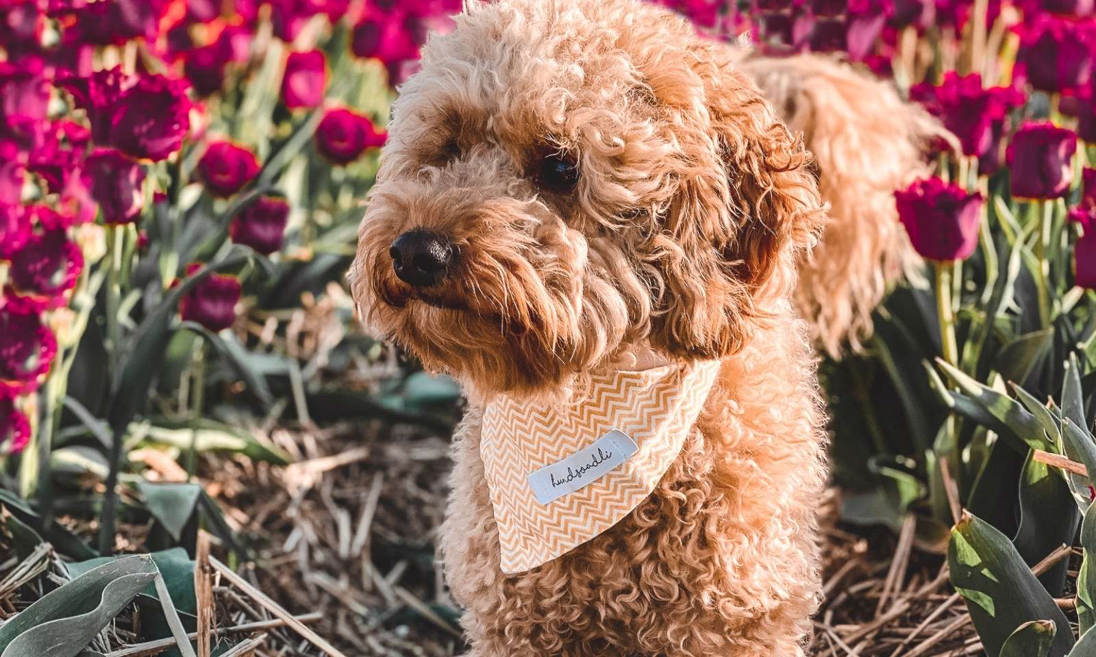 Pudelmischlinge: Doodle Hunderassen im Überblick