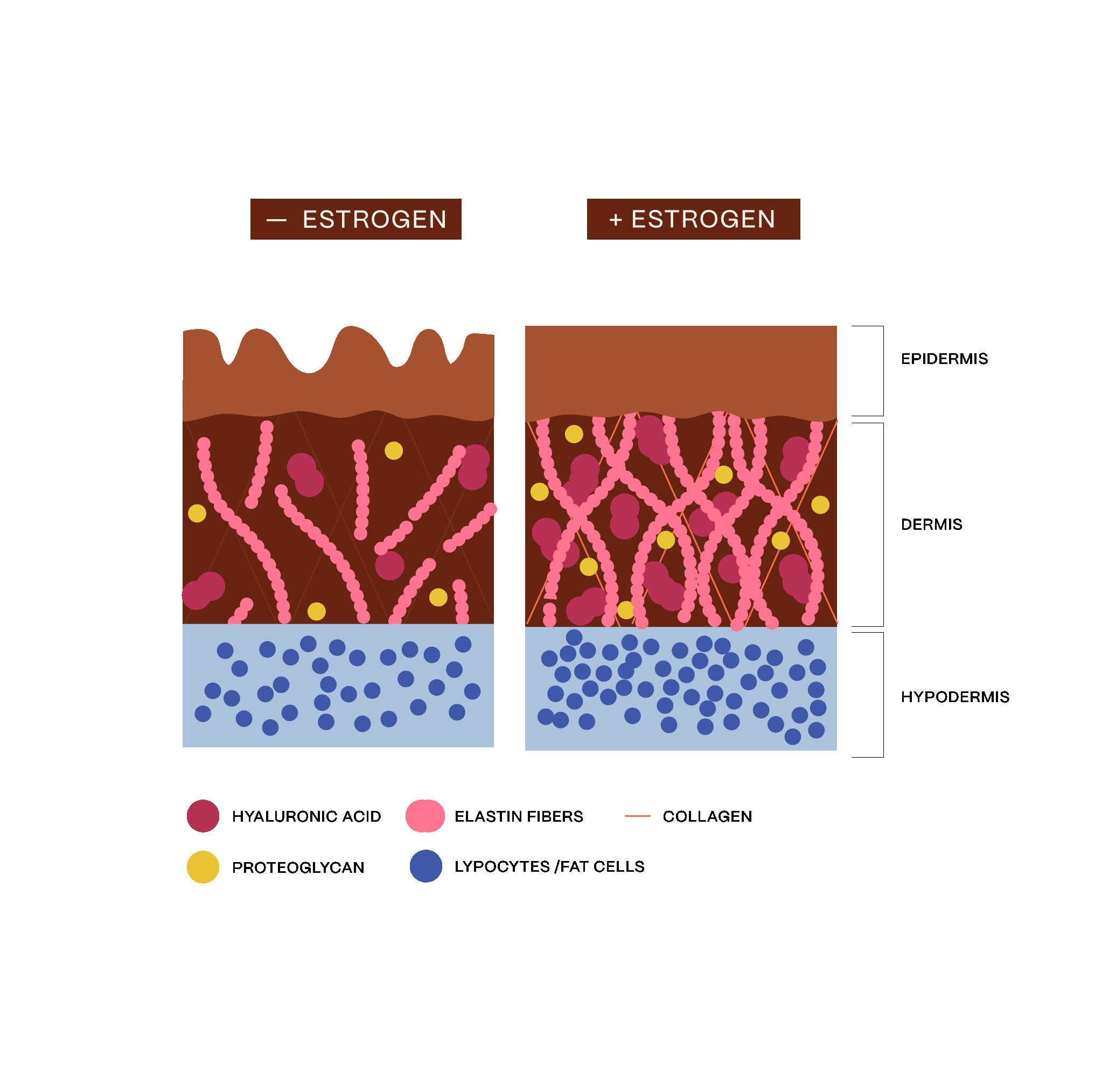 Everything You Need To Know About Estriol Cream