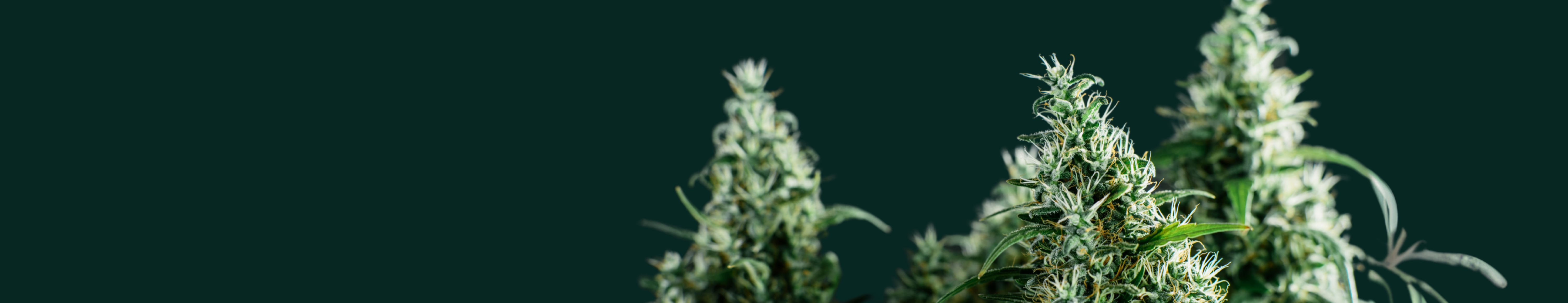 The best flower | Joint Operations Cannabis Dispensary