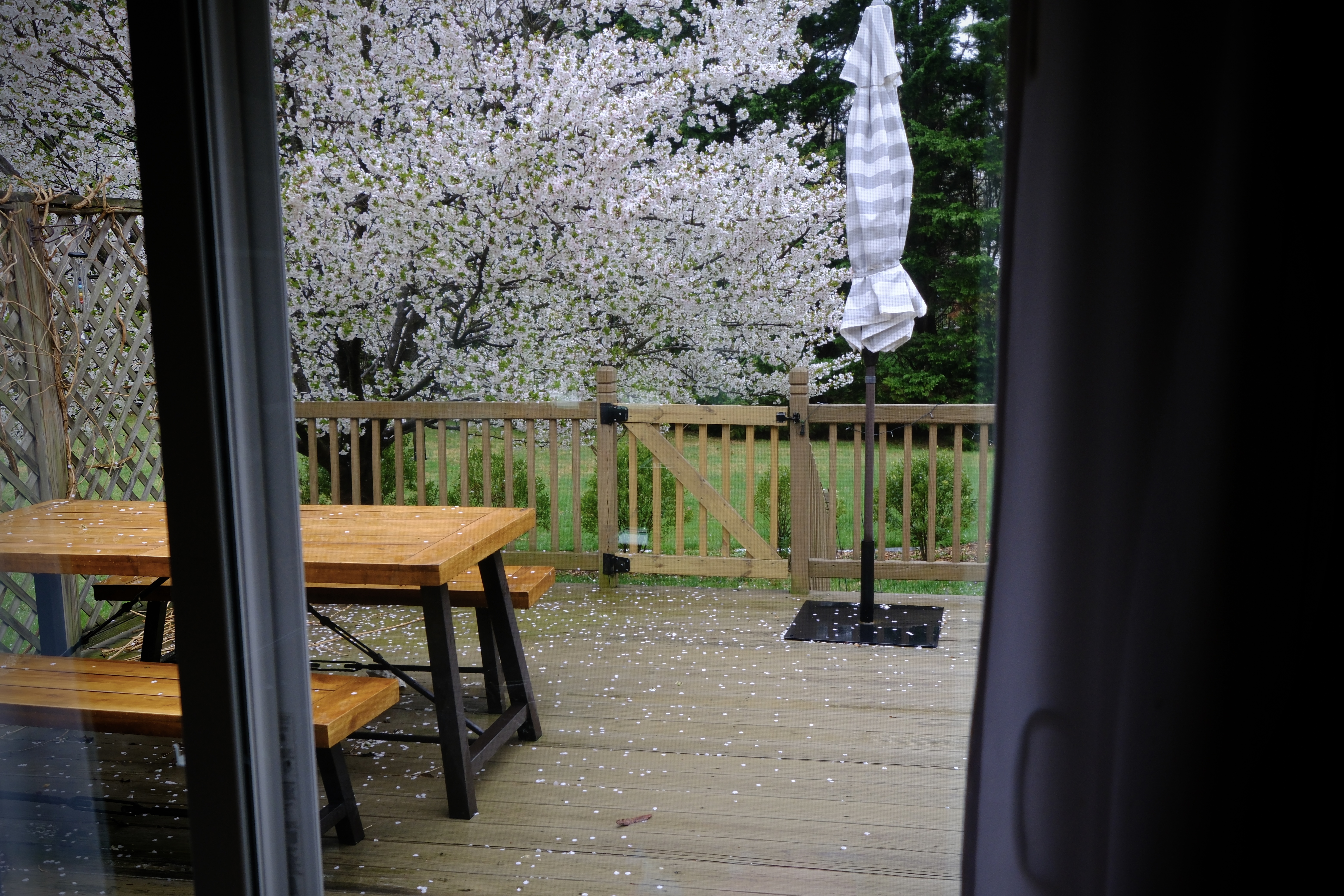 Jay Perry | I love the cherry blossom 'snow' we get this time of year