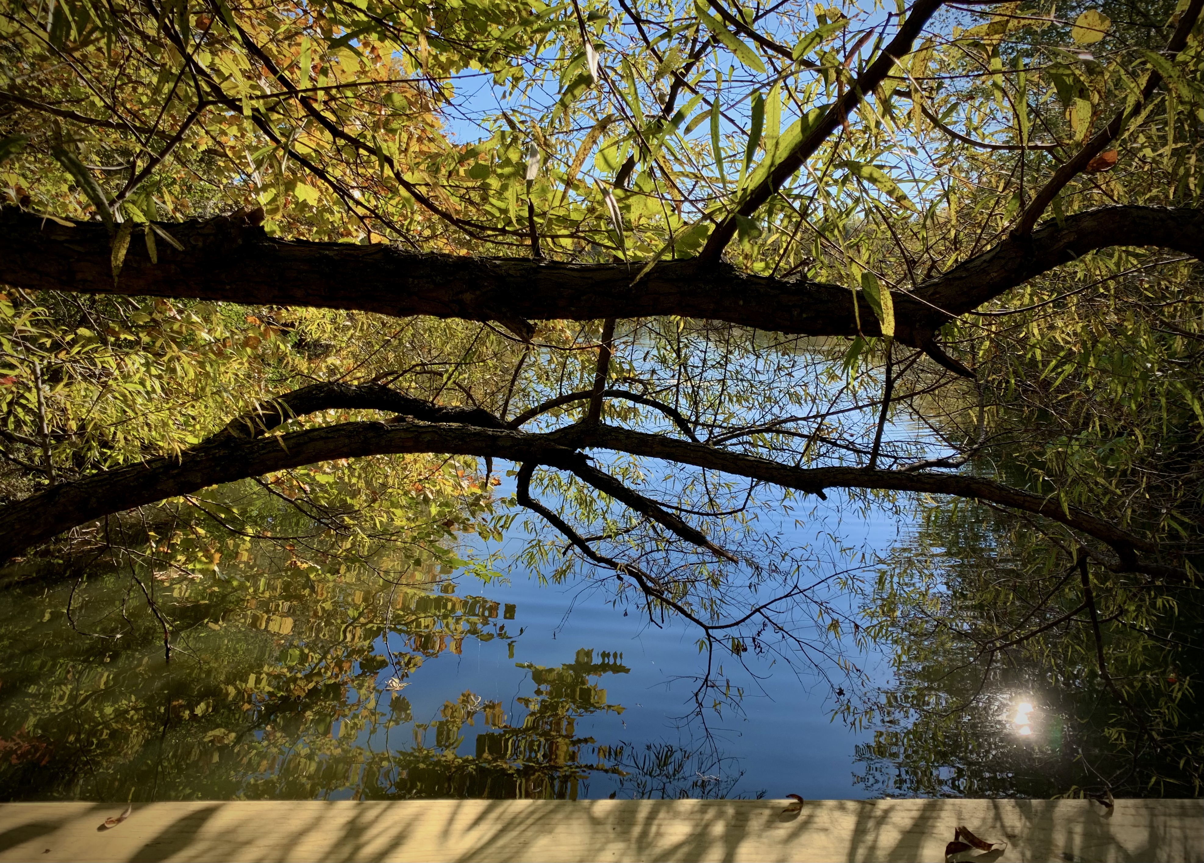 Jay Perry | Changing leaves