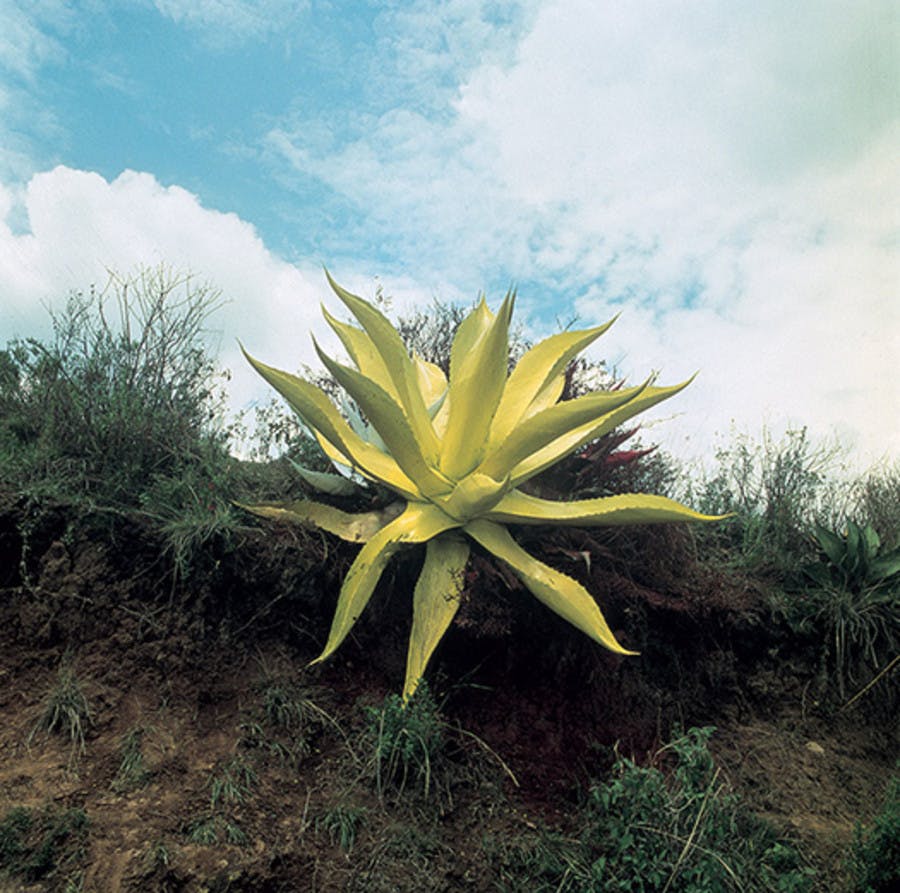 Julian Isaac Estrada Ortega