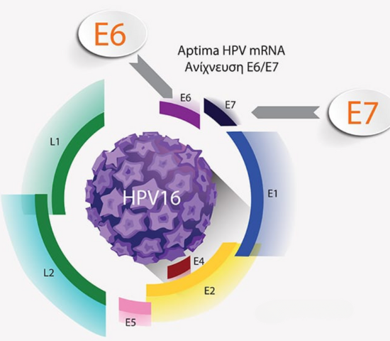 Aptima mRNA HPV Test | Καλαντζής Χρήστος | Γυναικολόγος MSc-PhD ...