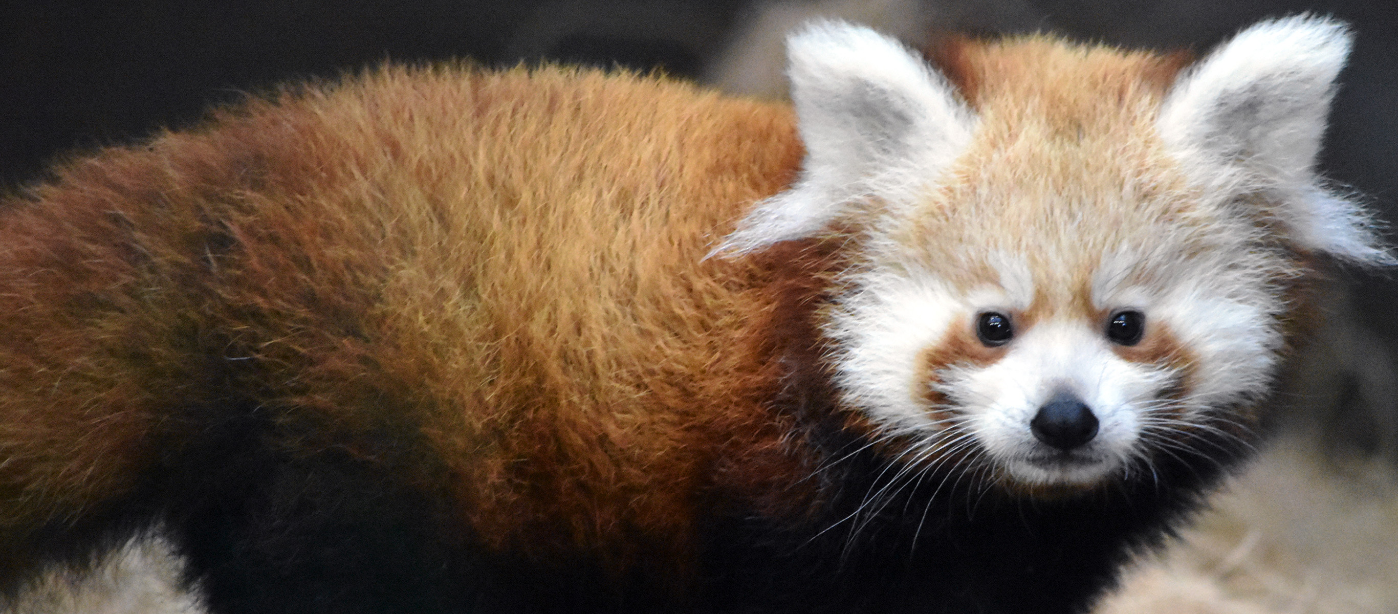 Home | Kansas City Zoo