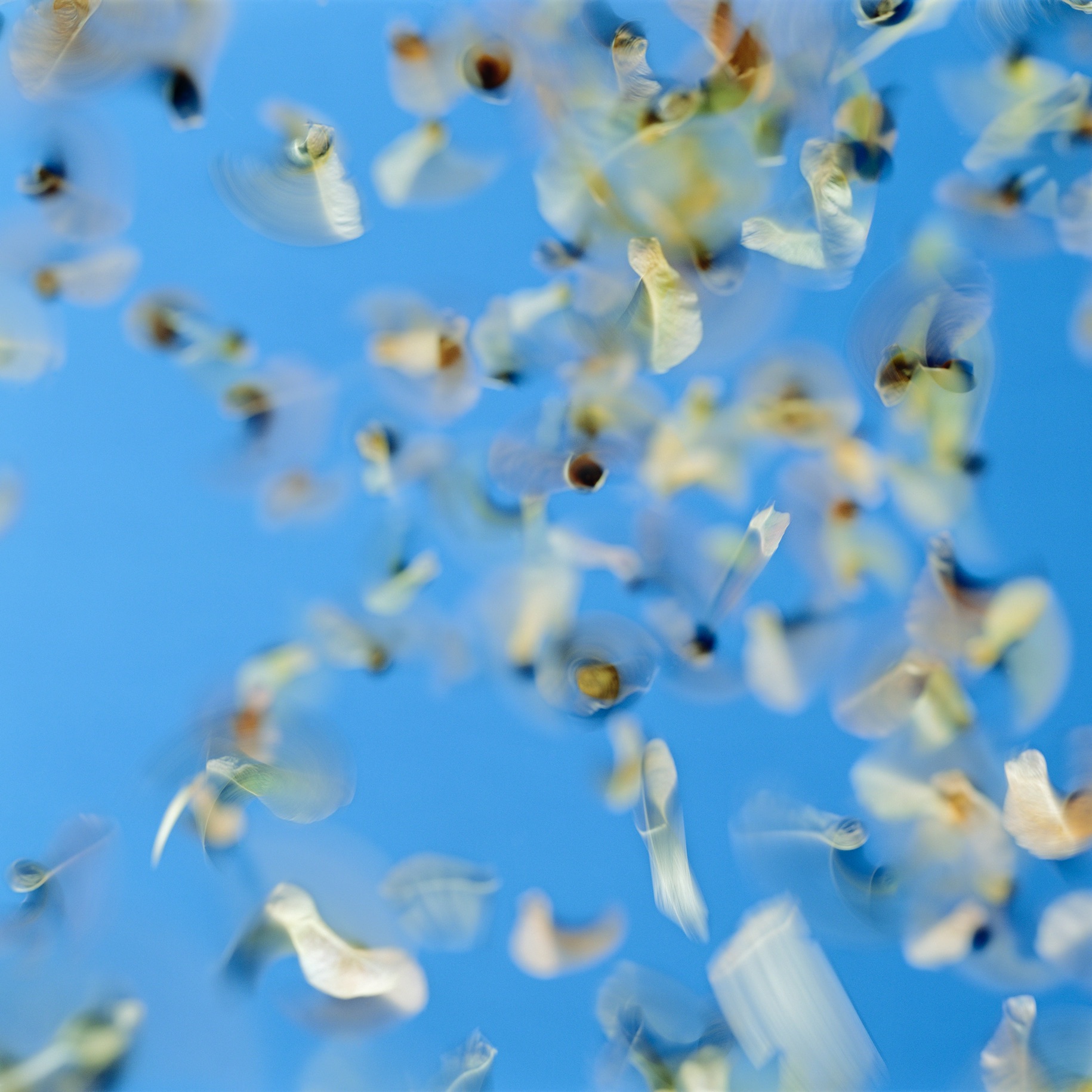 Neeta Madahar: Falling | Kemper Museum of Contemporary Art