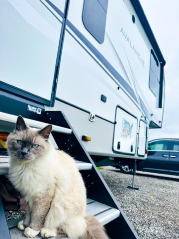 RV Travel with Pets: Joys, Challenges, and Essential Tips - Keystone RV