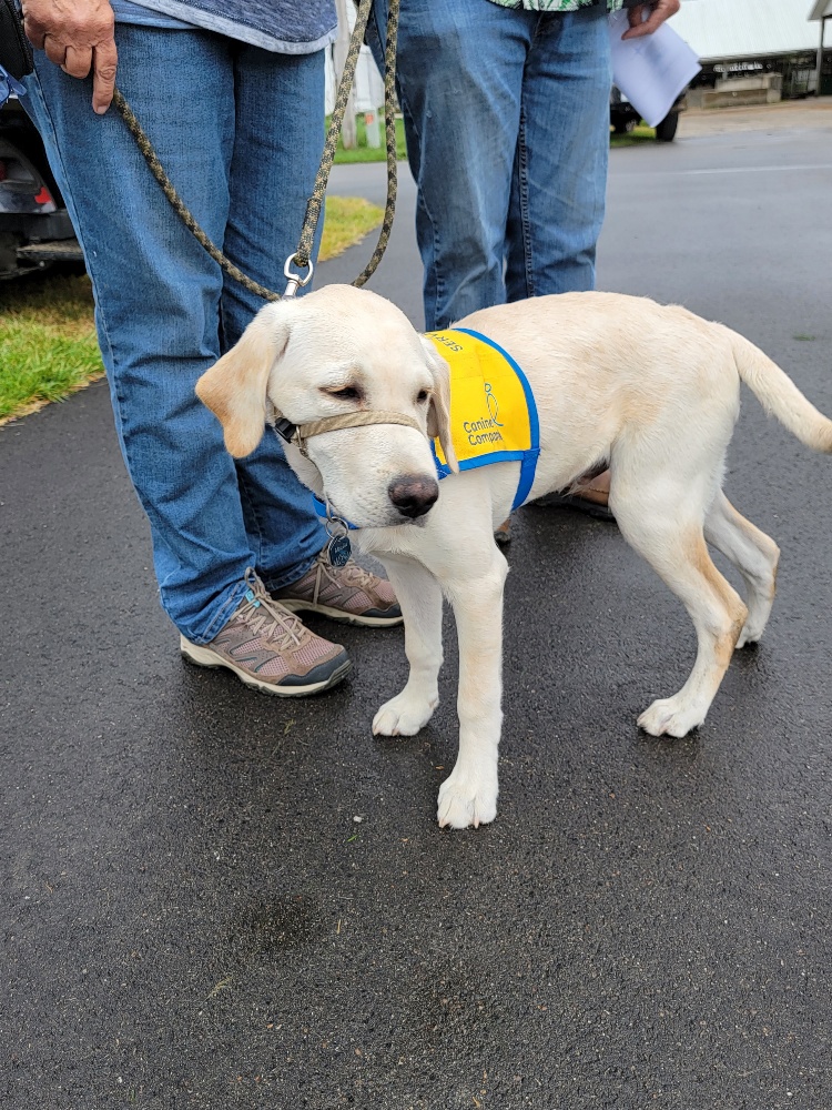 RV Travel with Pets: Joys, Challenges, and Essential Tips - Keystone RV