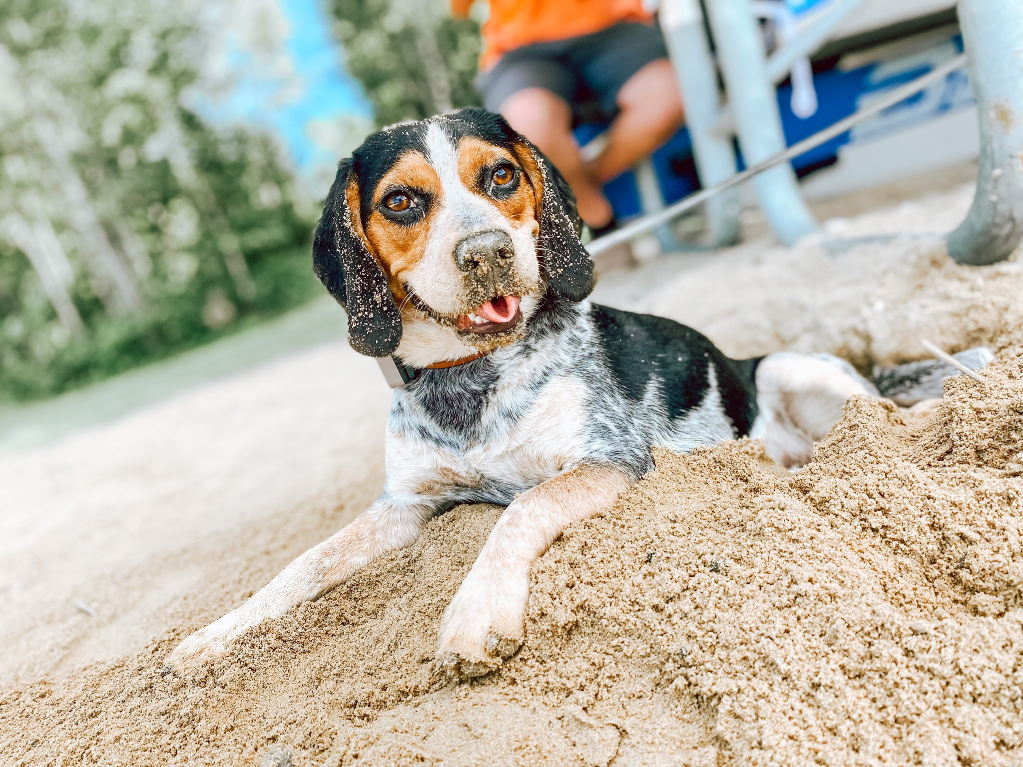 What are the best 2022 RVs for Pets? | Keystone RV Blog - Keystone RV