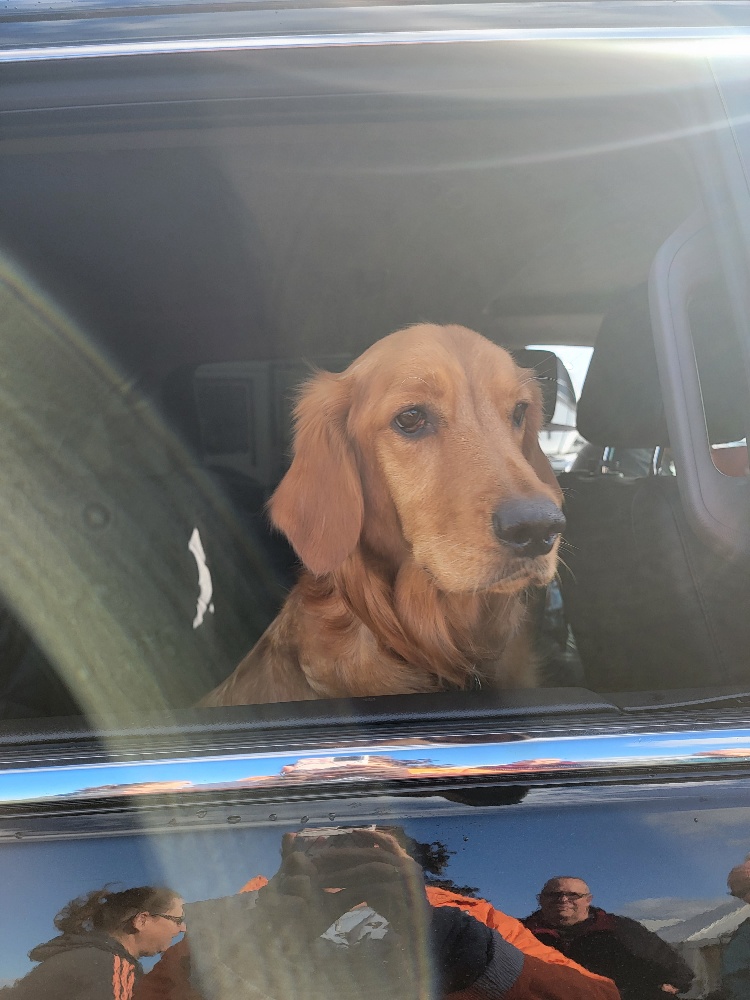 RV Travel with Pets: Joys, Challenges, and Essential Tips - Keystone RV