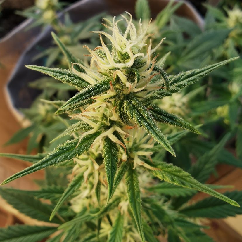 Guide to the Pineapple Express Strain | King’s Crew