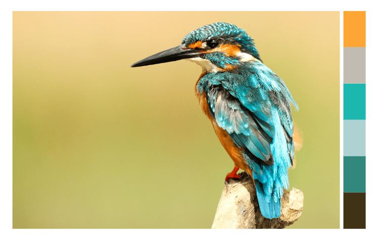 The best color combinations for professional designs - Kittl Blog: Your ...