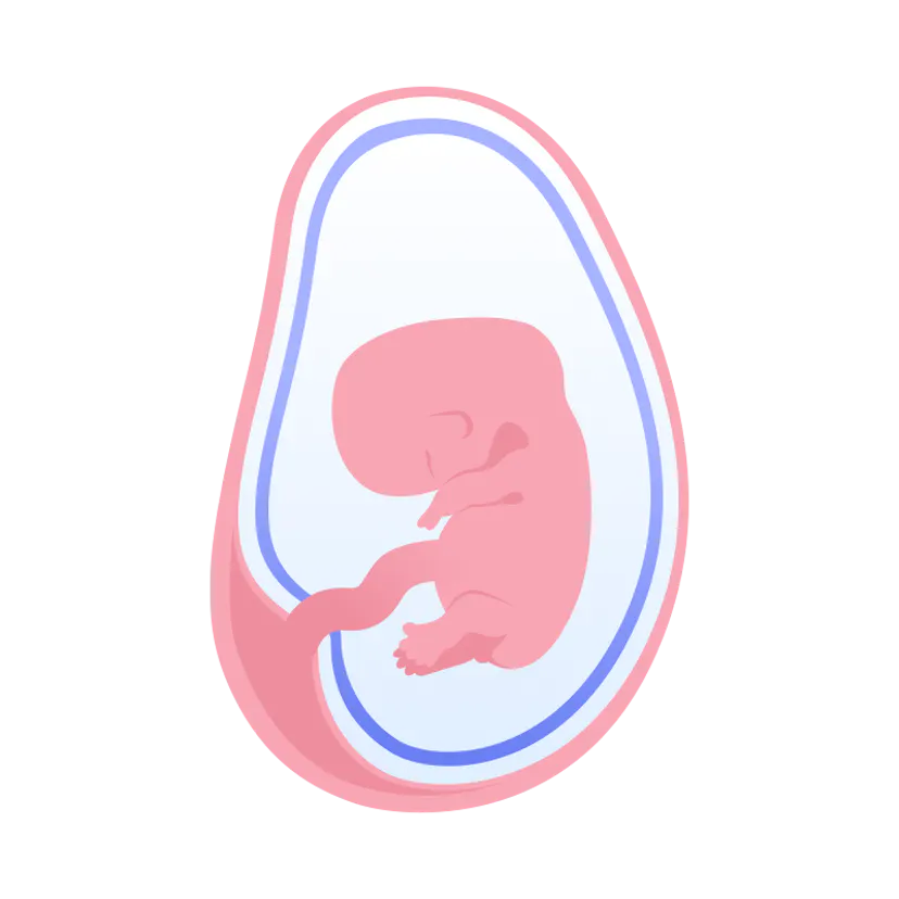 Gravid i vecka 8 - vad händer denna veckan? | Knodd